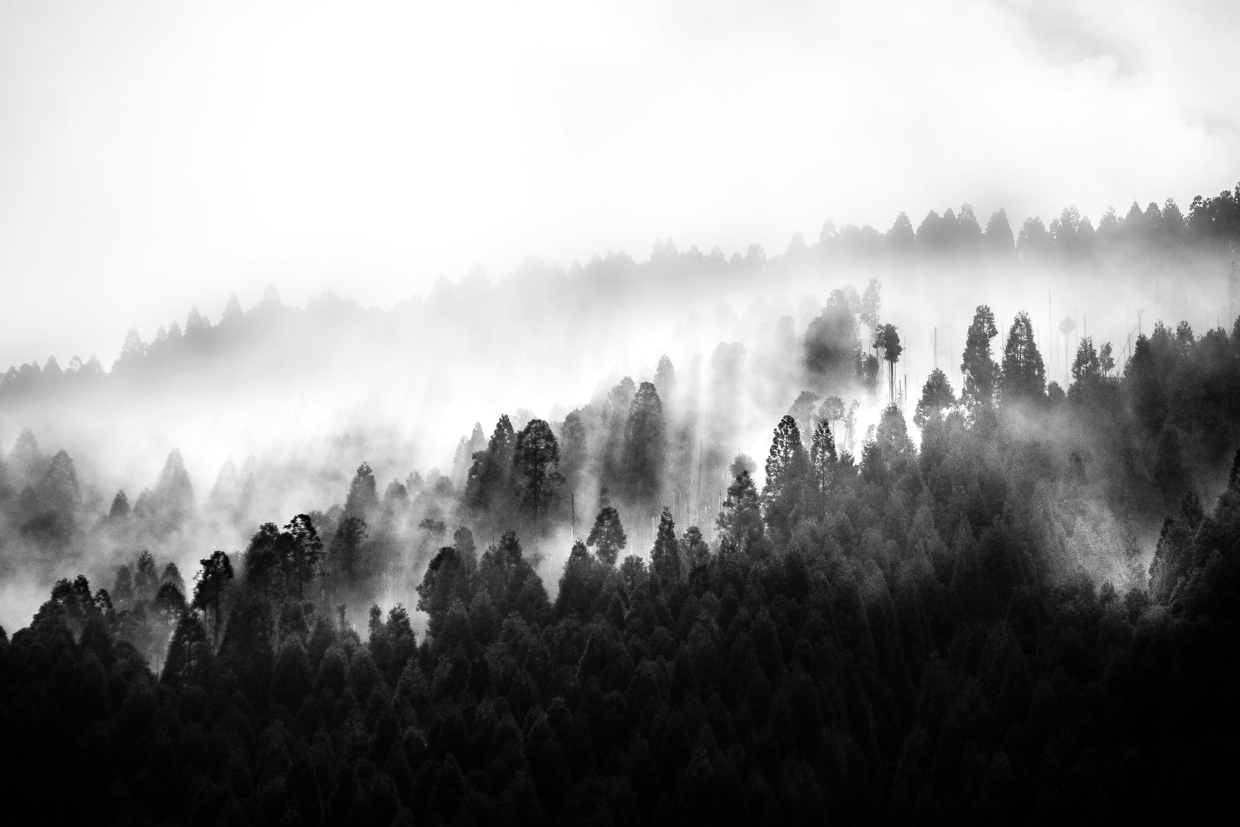 Misty forest landscape shrouded in fog, showcasing a dramatic interplay of light and shadow among the towering trees.