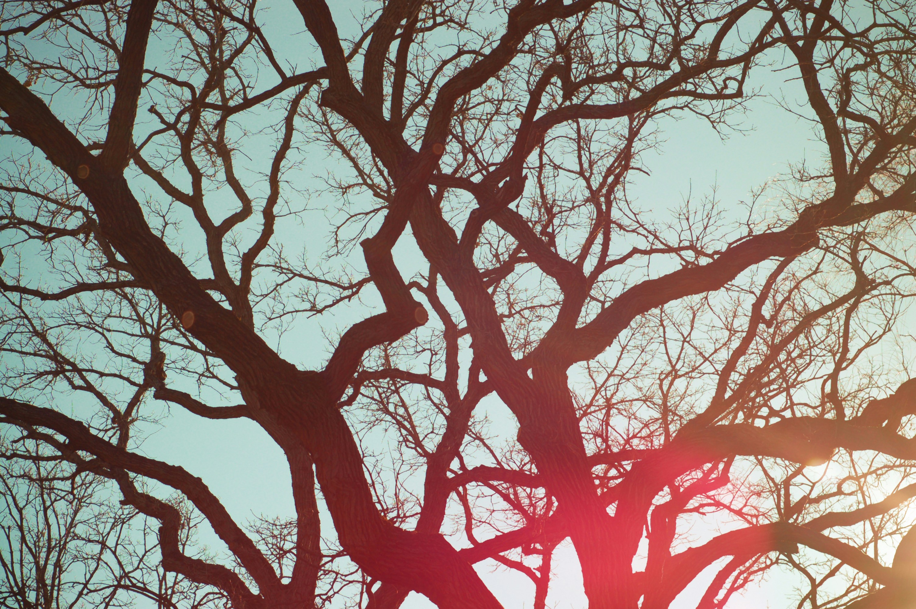 Foto Foto de ángulo bajo de un árbol sin hojas – Imagen Árbol gratis en ...