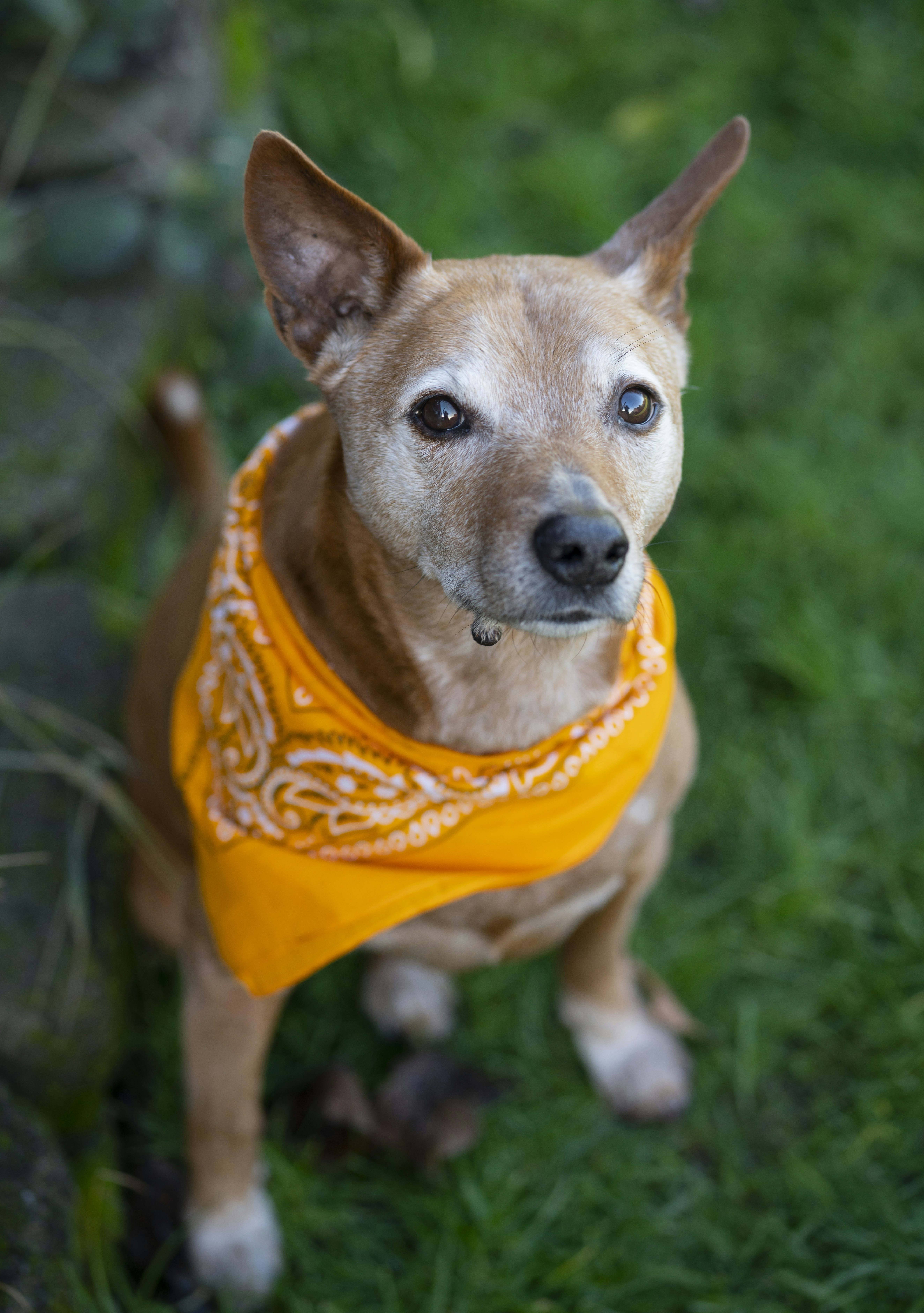 A dog wearing a bright orange bandana sits attentively on green grass, showcasing its friendly demeanor.