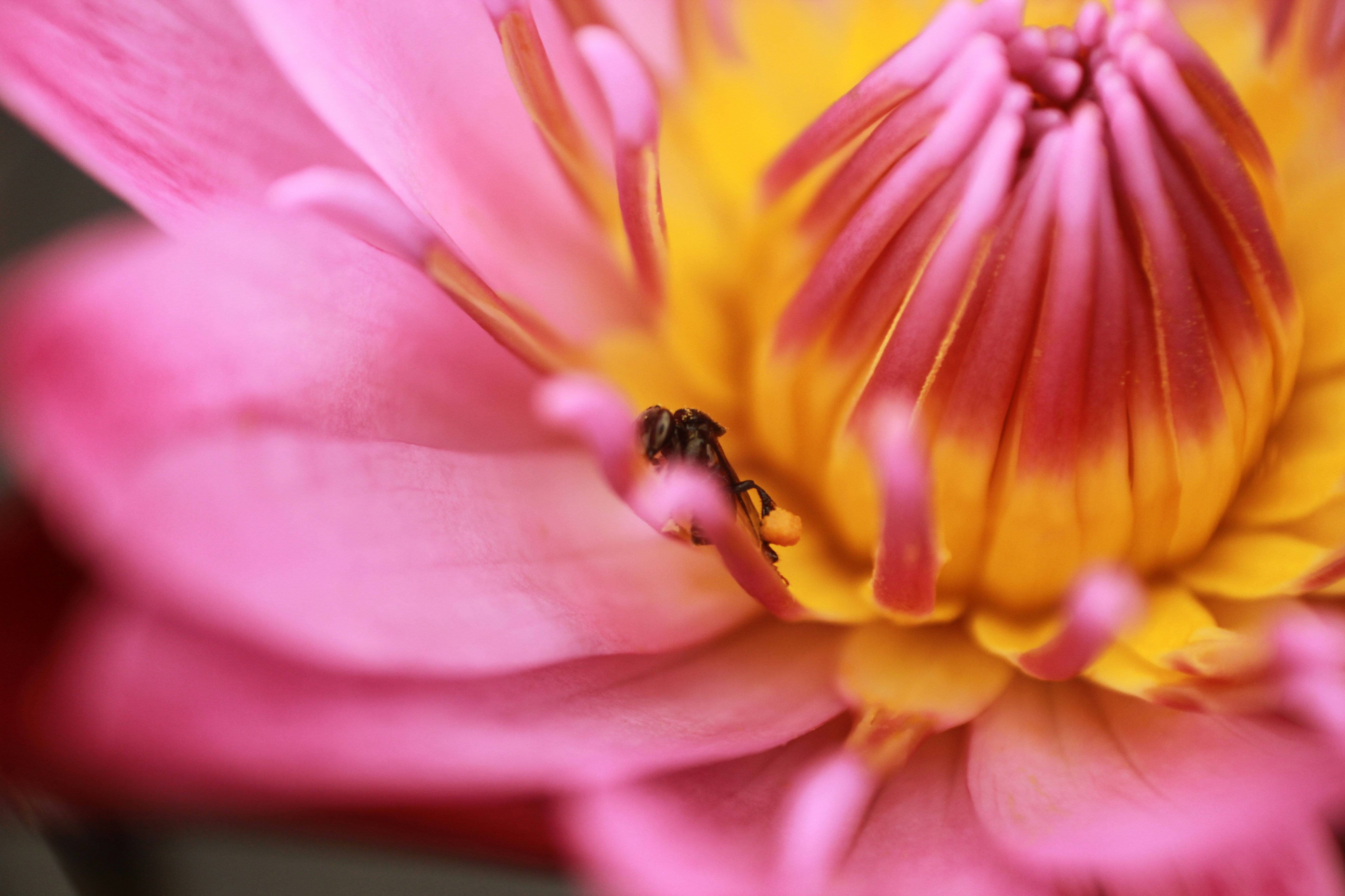 Petal Crown: A Macro Moment with a Tiny Forager