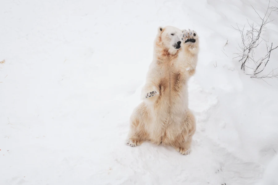 A polar bear stands upright in a snowy landscape with one paw raised near its face. Sparse bare branches appear at the right edge.