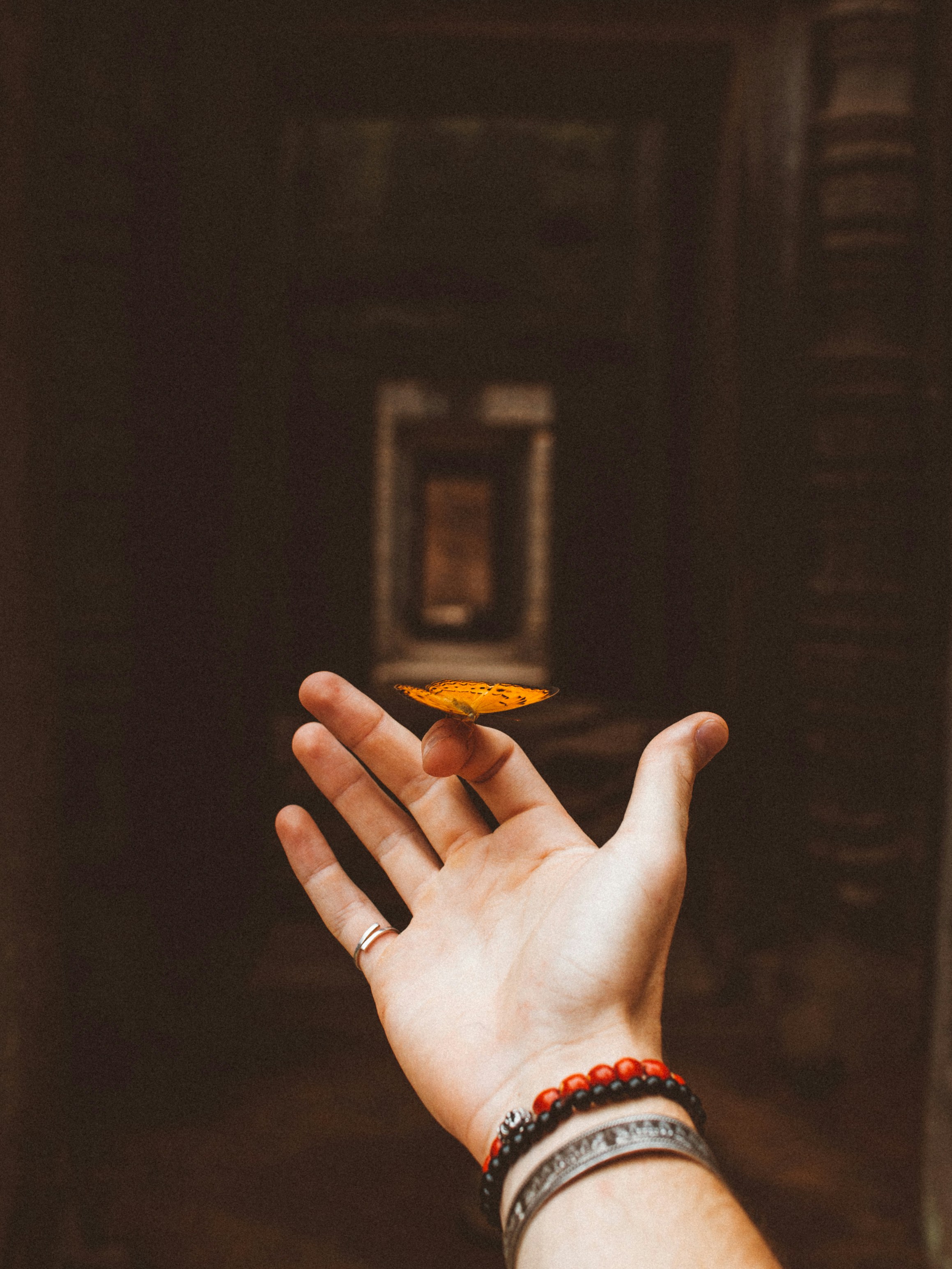 Orange butterfly perching on person's right index finger photo – Free ...