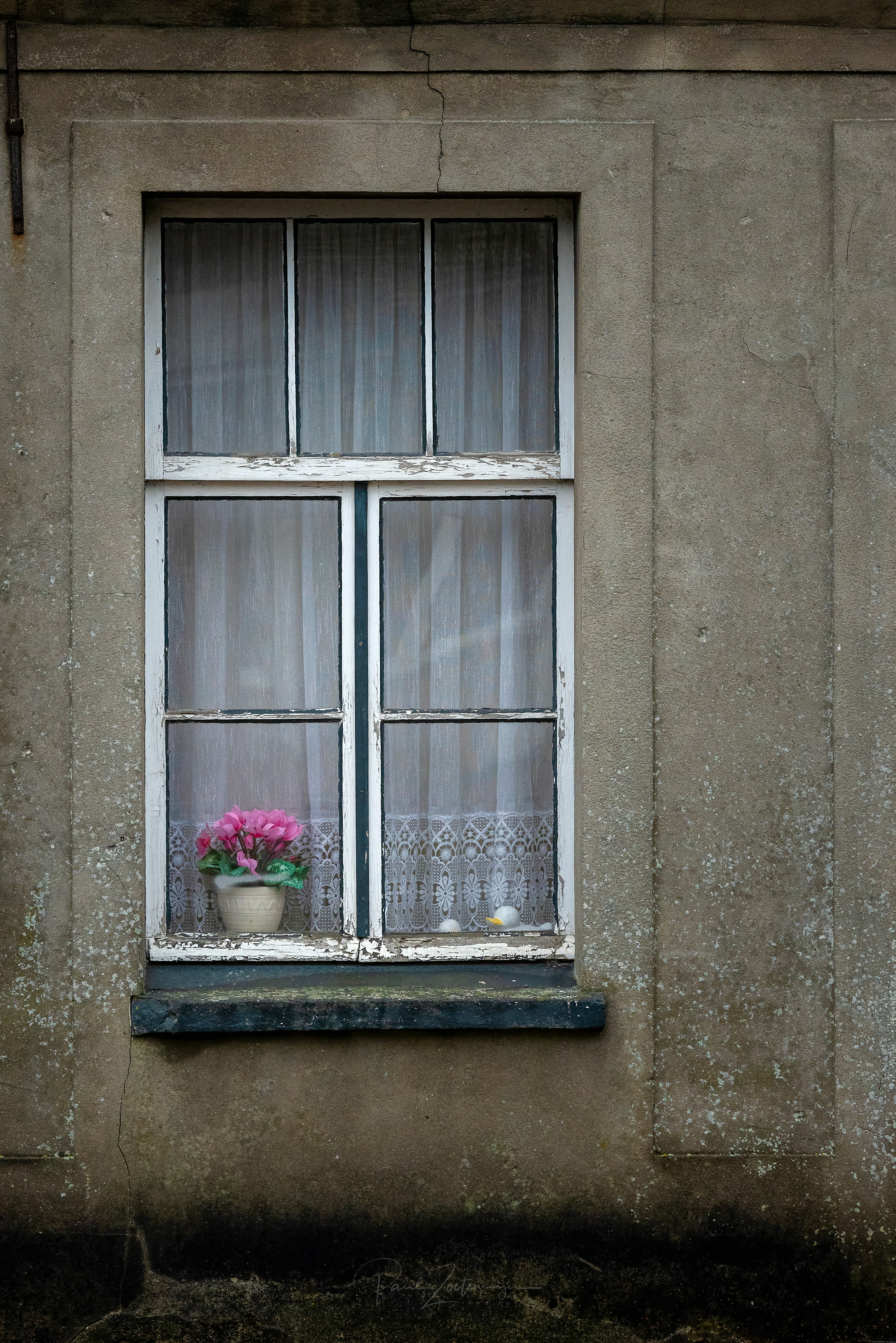 Pink flowers near window photo – Free Grey Image on Unsplash