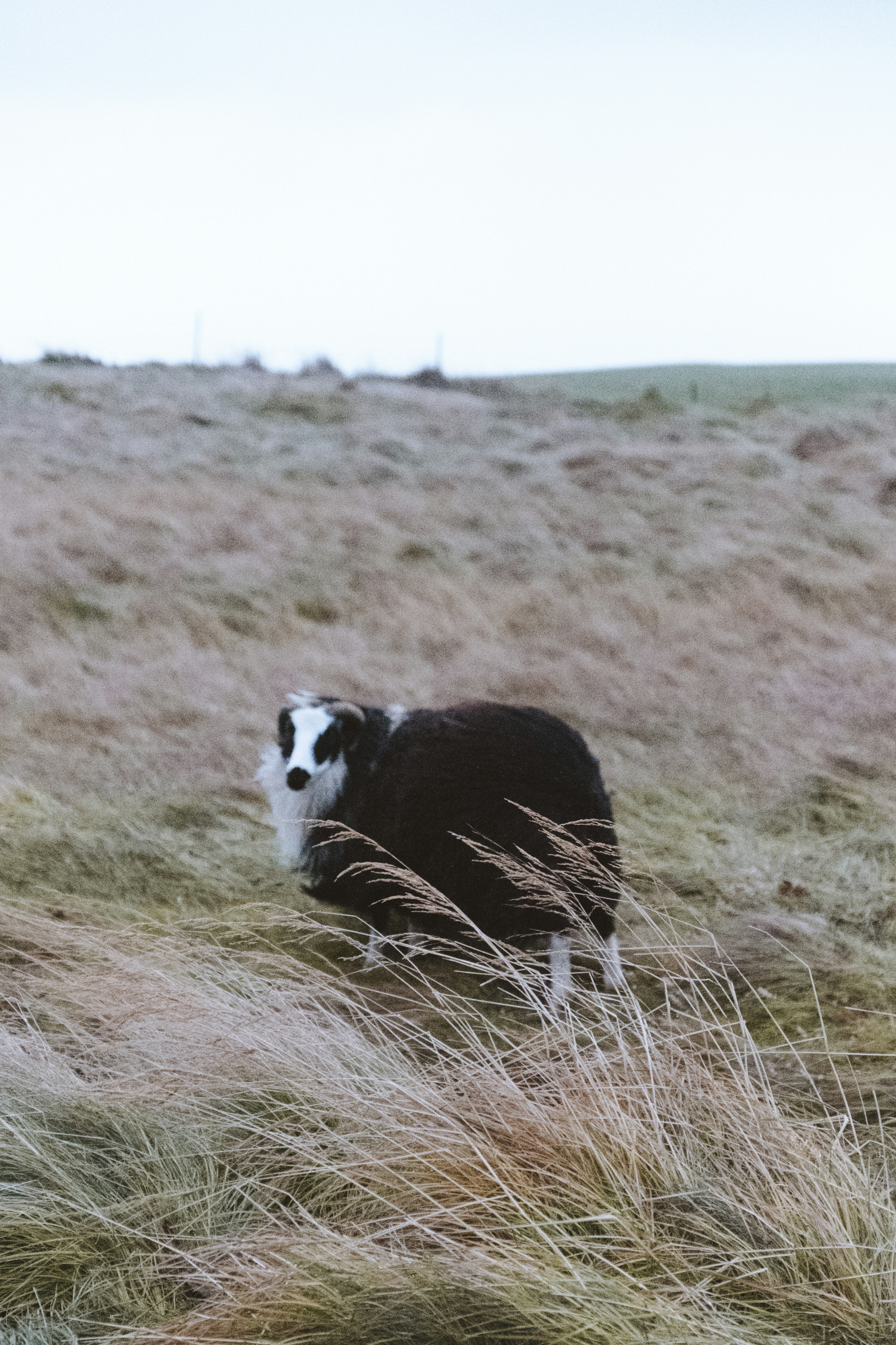 Windward Watcher: Border Collie on a Dune Meadow