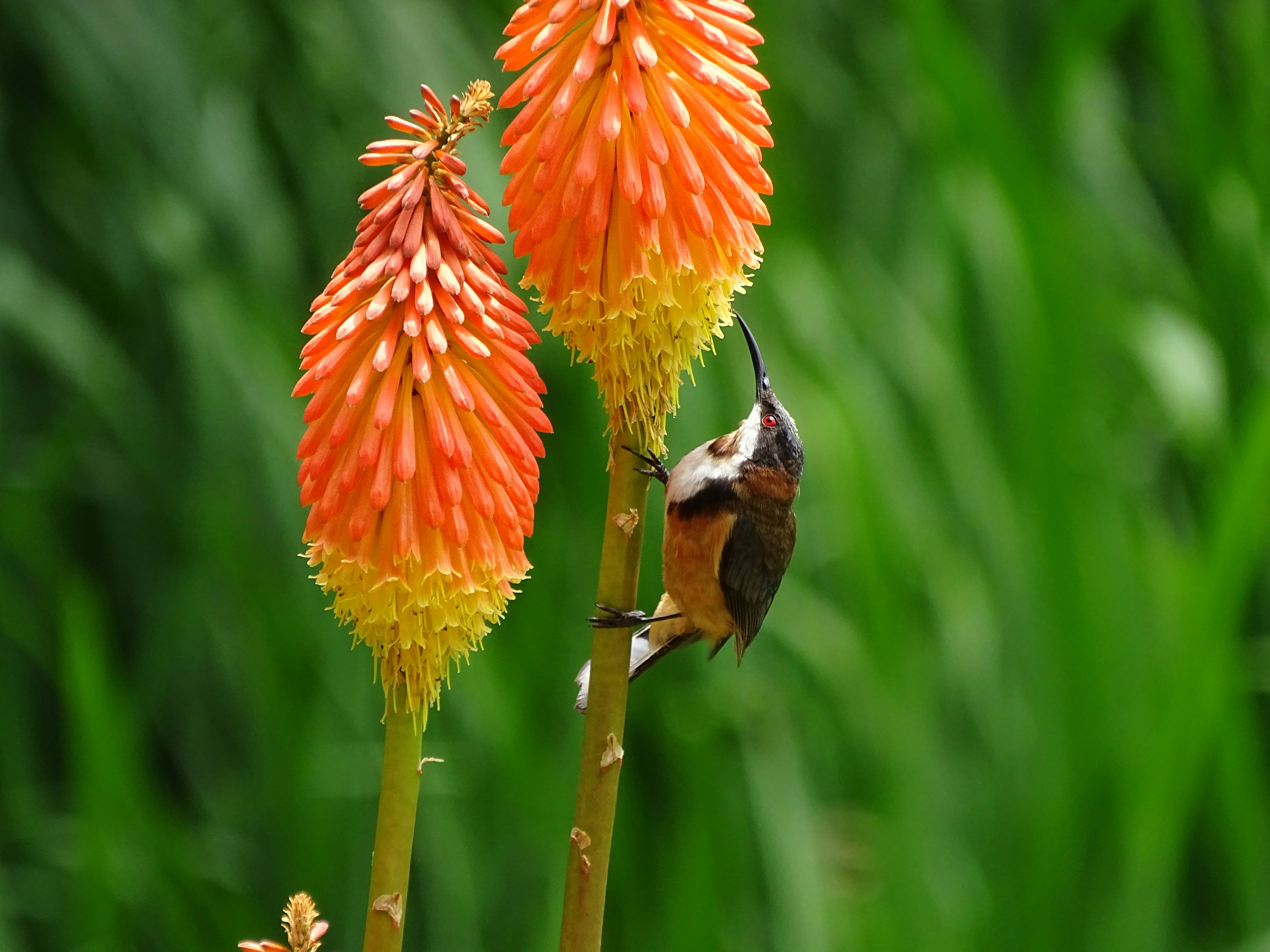 Hummingbird hovering near vibrant orange flowers, showcasing its delicate features against a lush green backdrop.