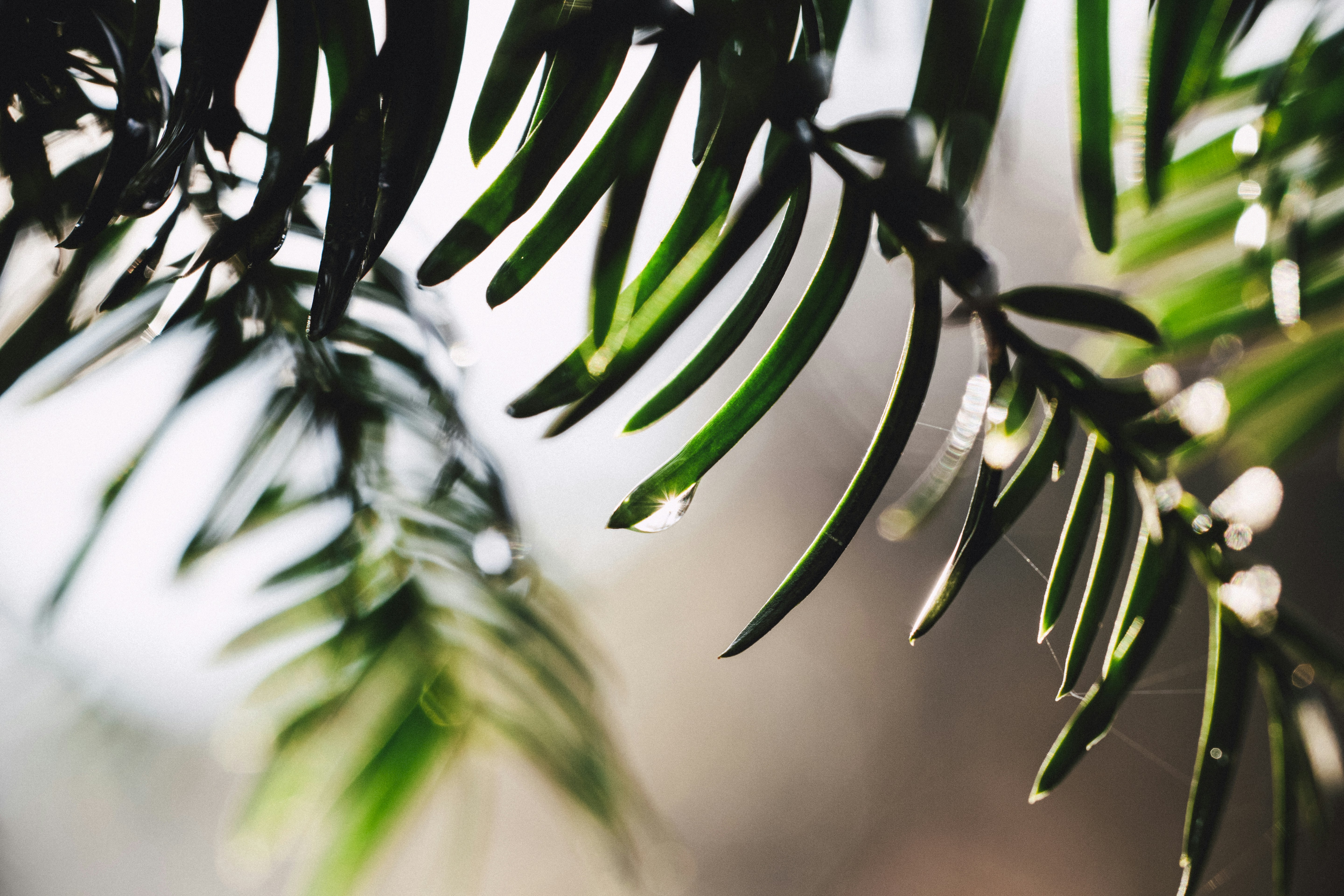 Close-up of green leaves glistening with dew, captured in soft natural light. The intricate details highlight the beauty of foliage in a tranquil setting.
