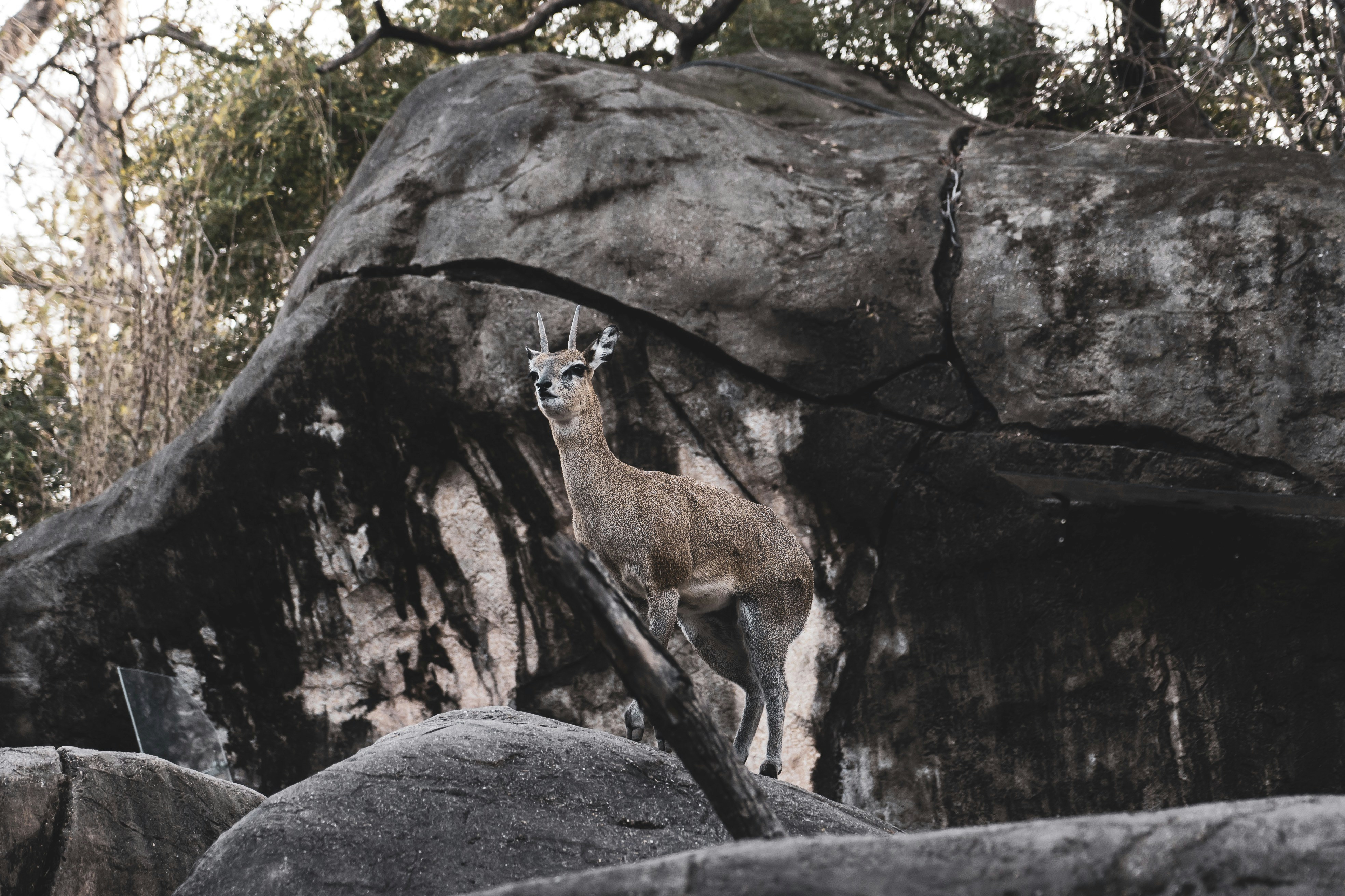 brown deer standing on rock