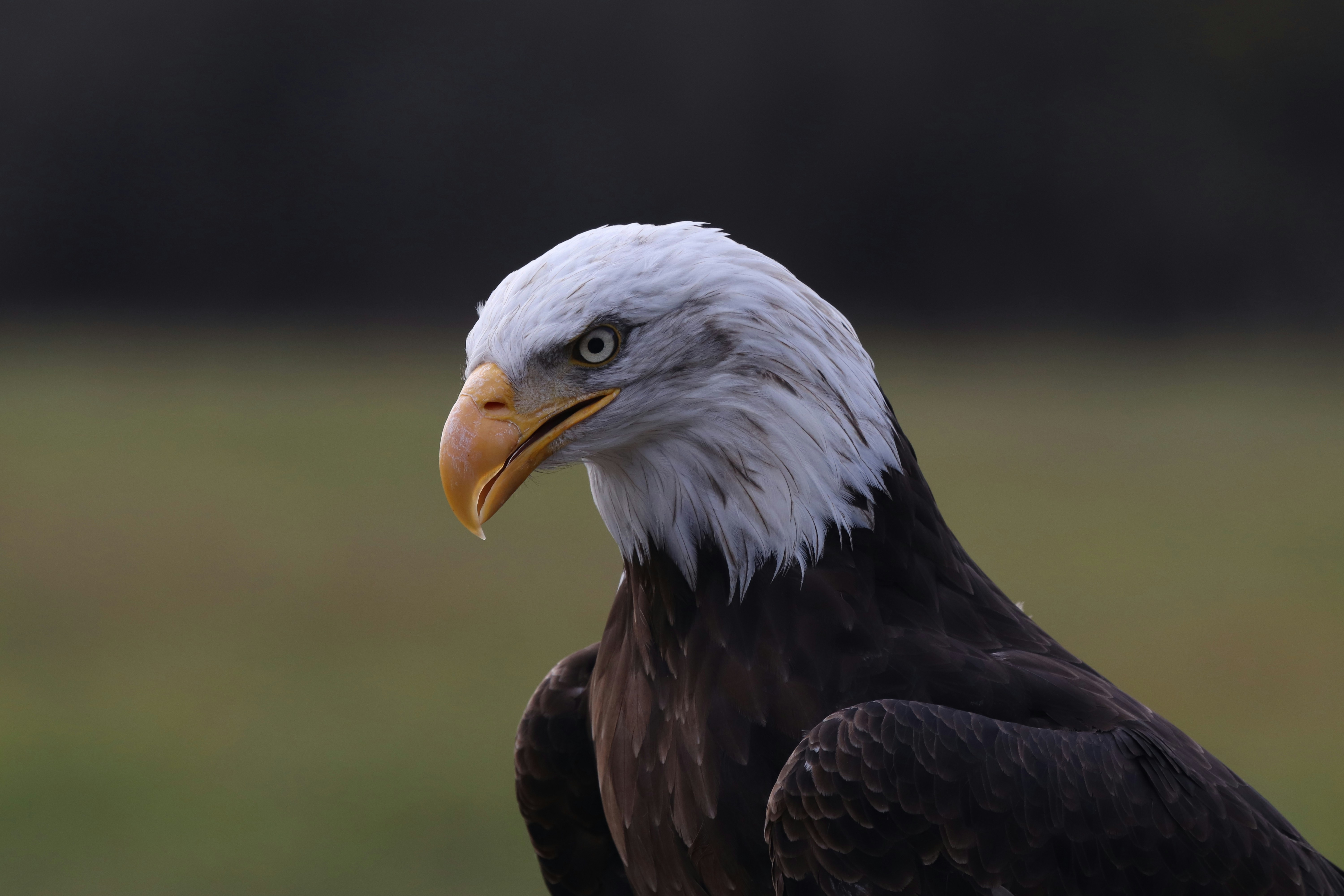 Close-up portrait of a bald eagle showcasing its striking features and keen expression. The bird's powerful presence is highlighted against a blurred natural background.