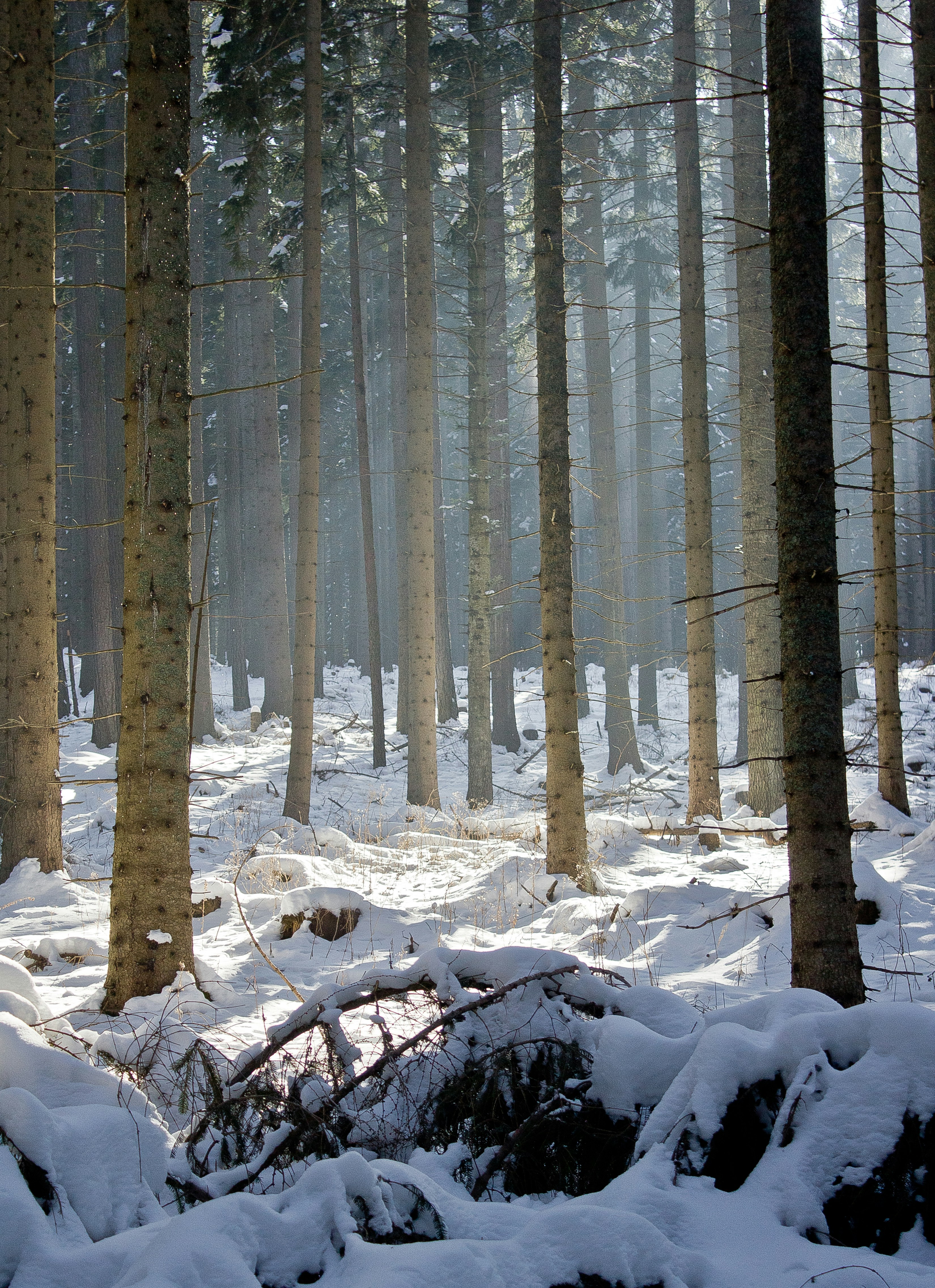 Tall tress covered with snow photo – Free Austria Image on Unsplash
