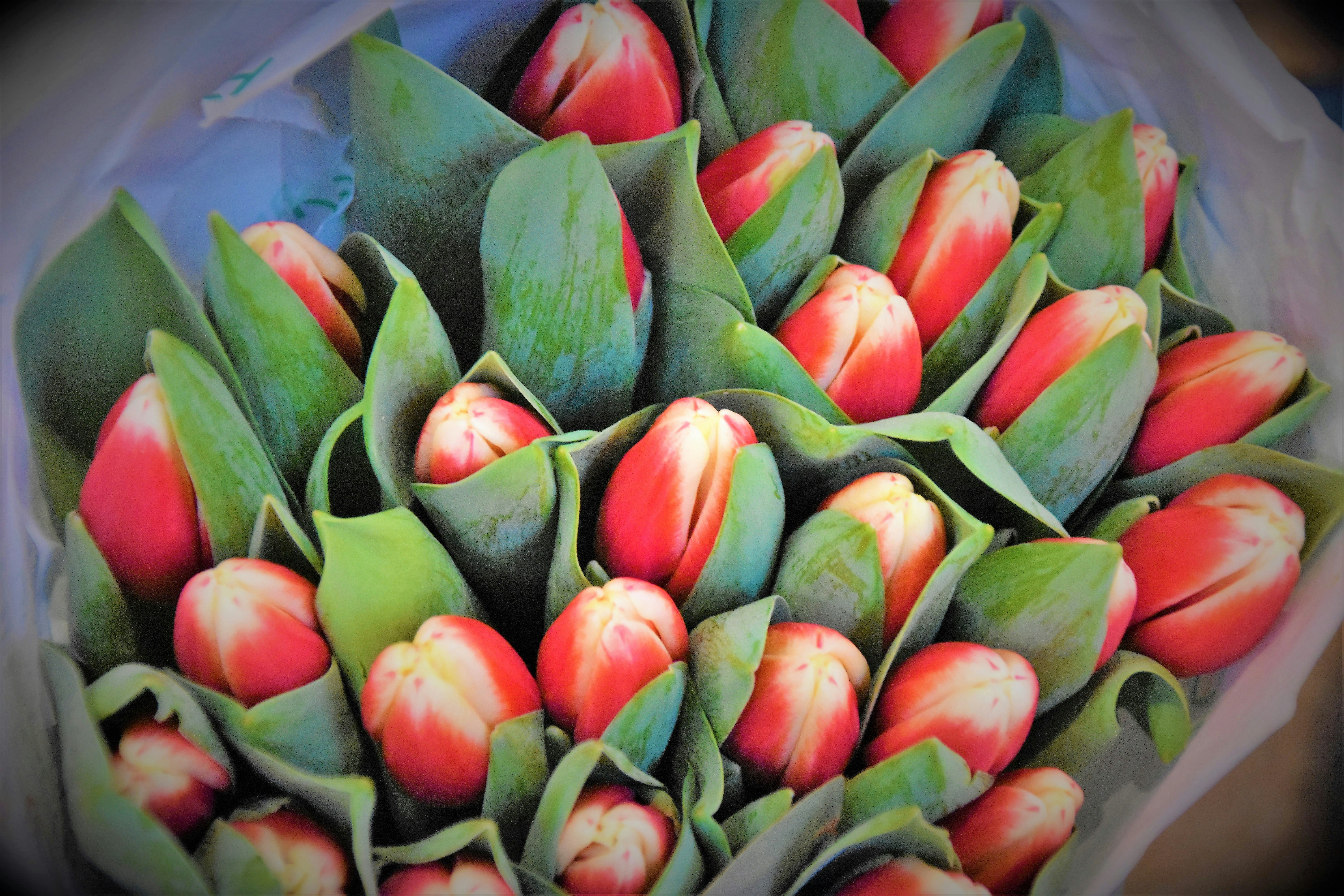 Close-Cluster Tulips: Coral Petals Nestled in a Soft Translucent Wrap