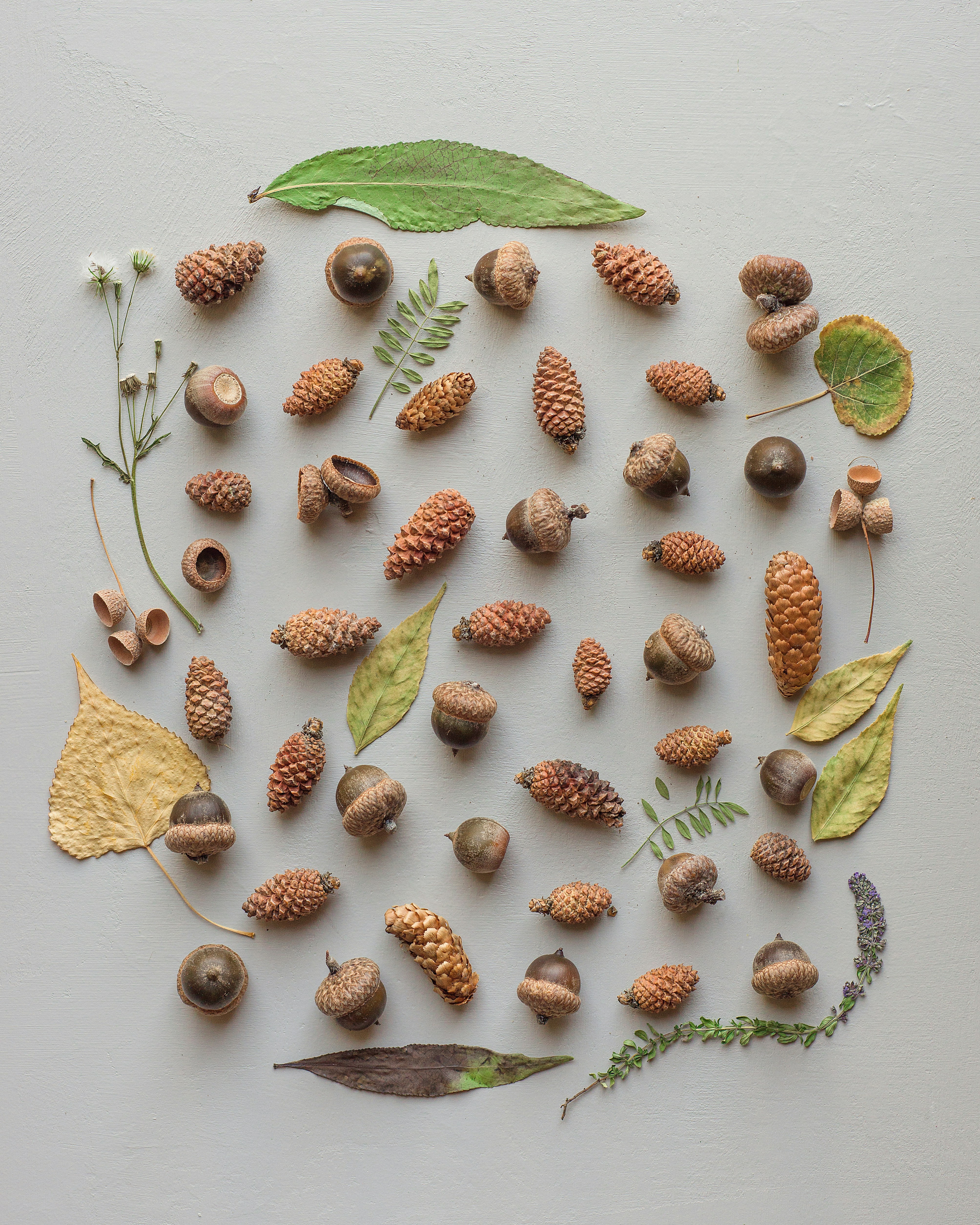Look to the Acorns - by Ragan Sutterfield
