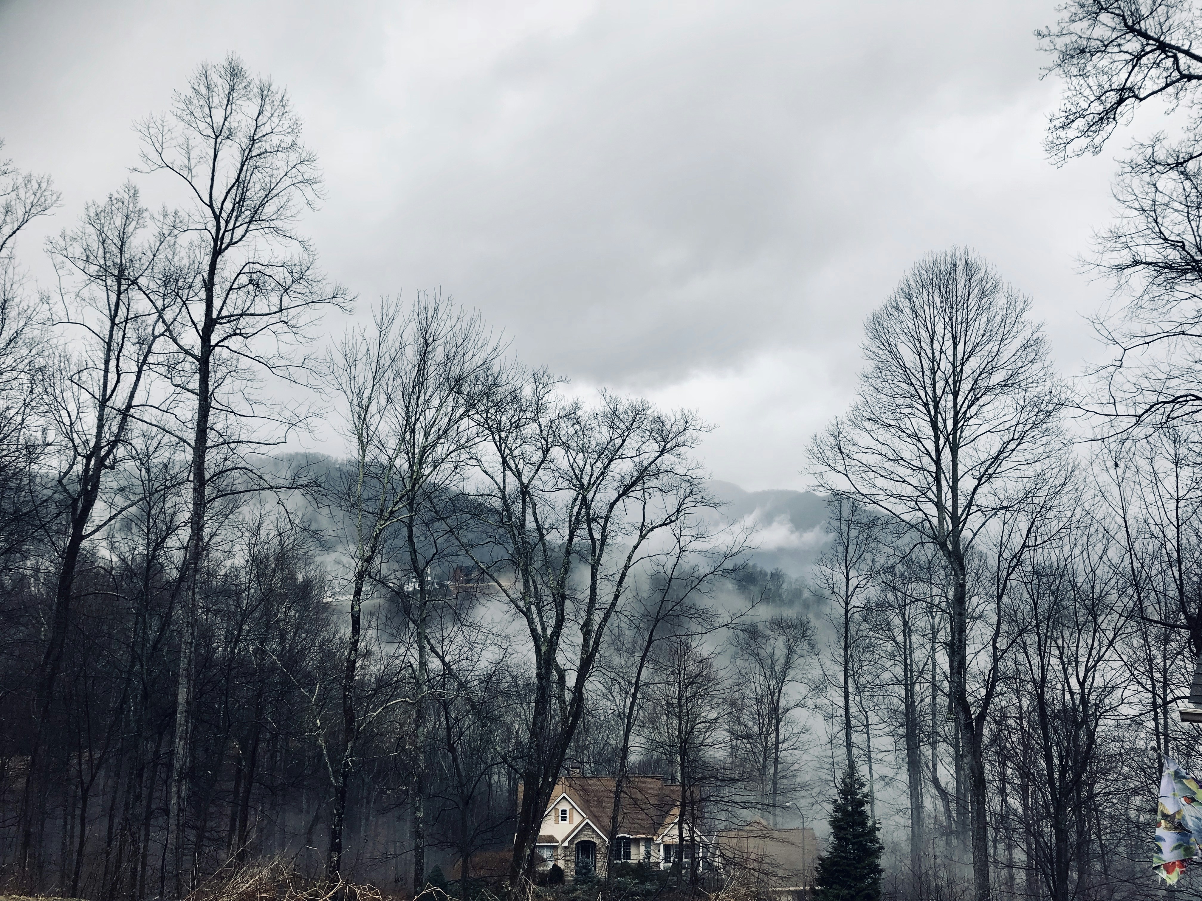 Black bare tree covered by fog photo – Free Grey Image on Unsplash