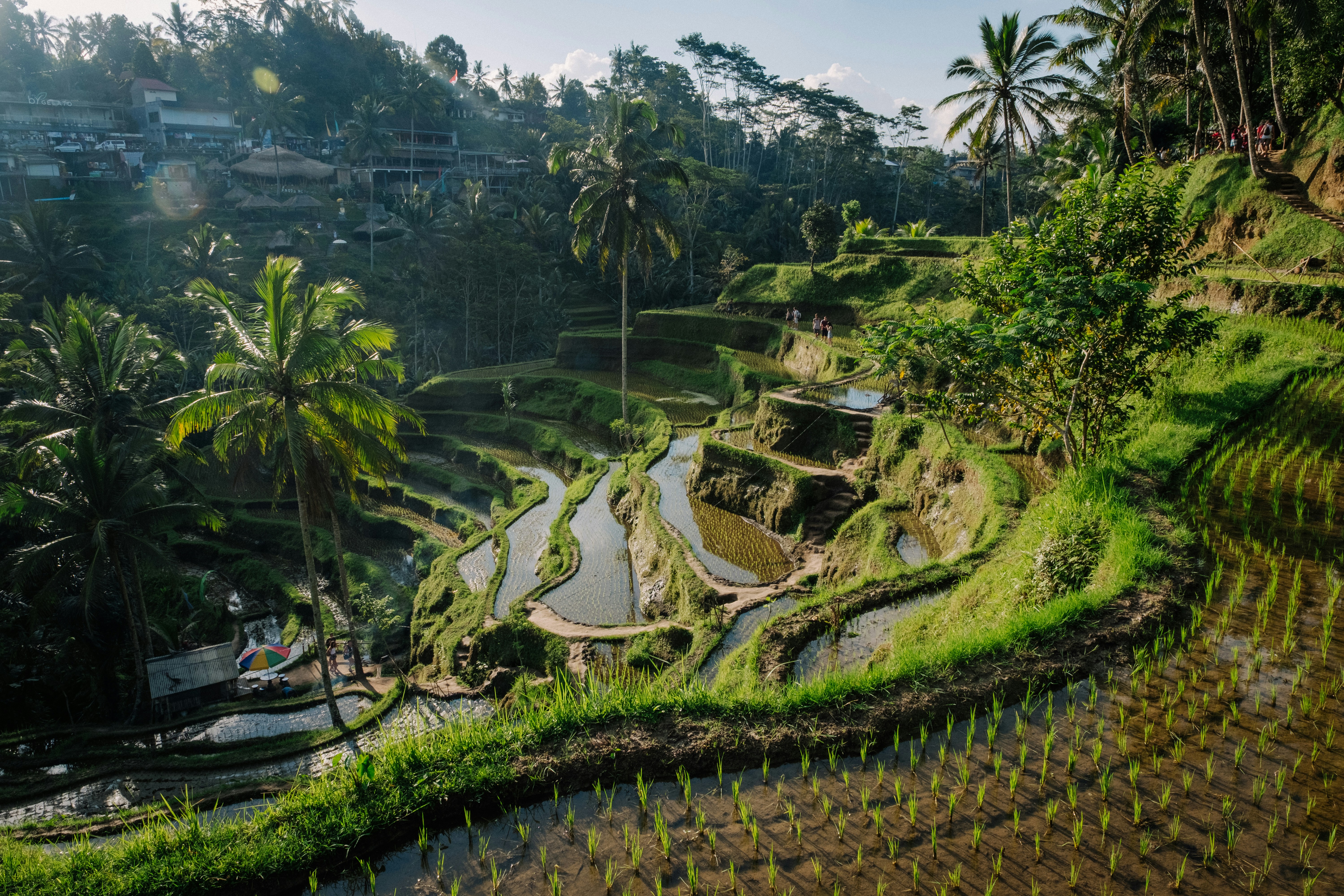 Carreras de Banaue Rice Te foto – Imagen de Vegetación gratuita en Unsplash