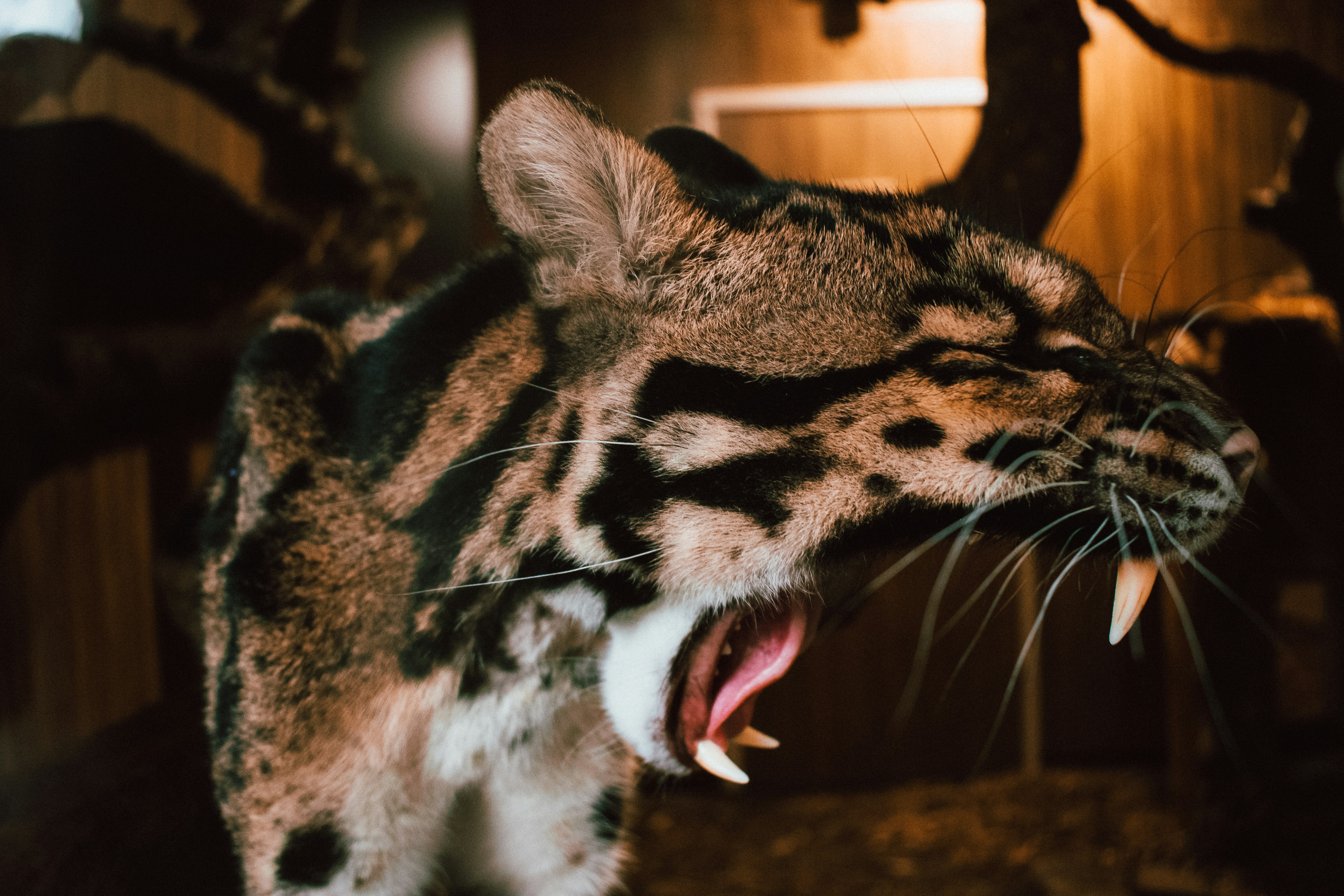 Razor Fang Moment: Tiger's Snarl in Warm Woodlight