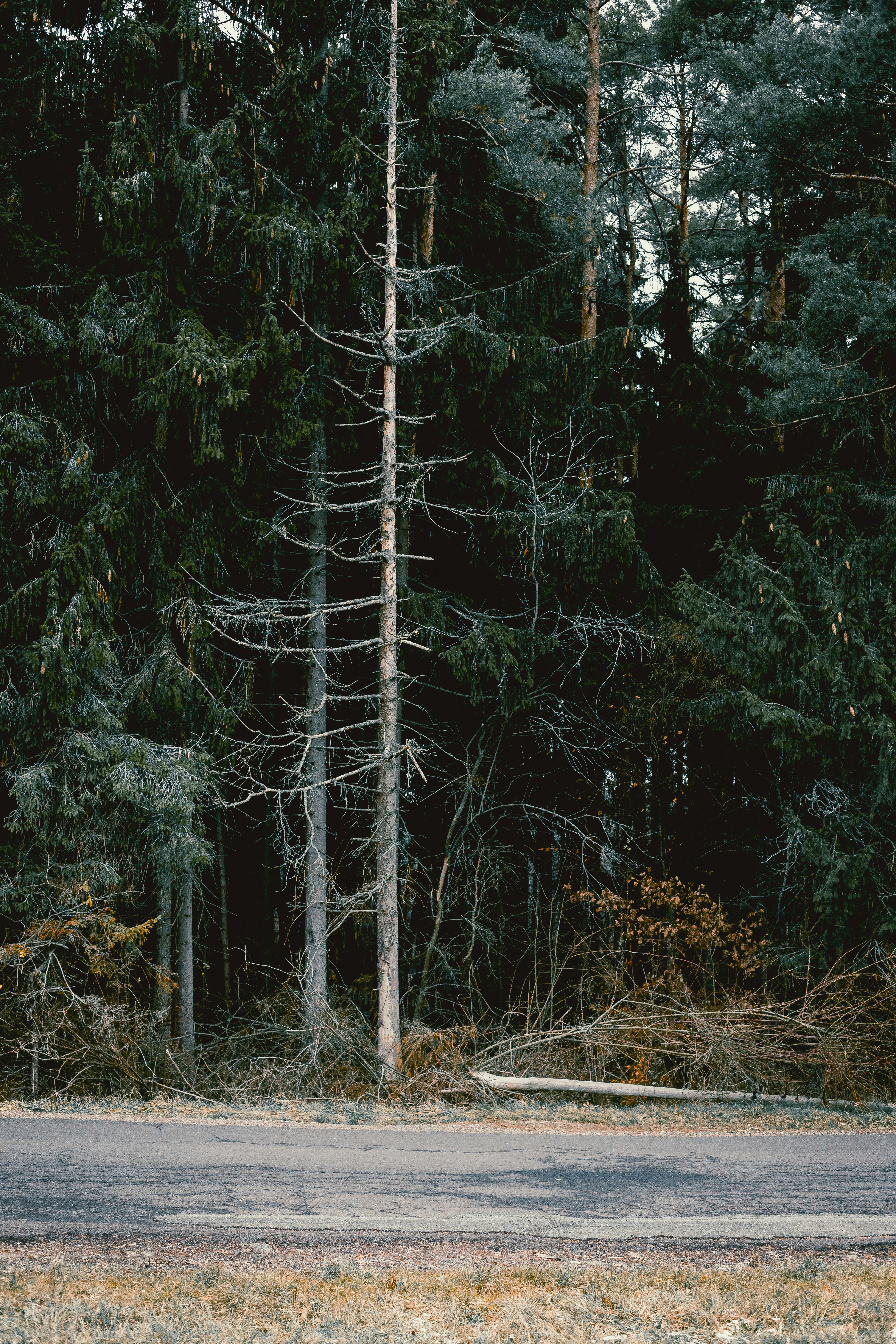 green-leafed trees