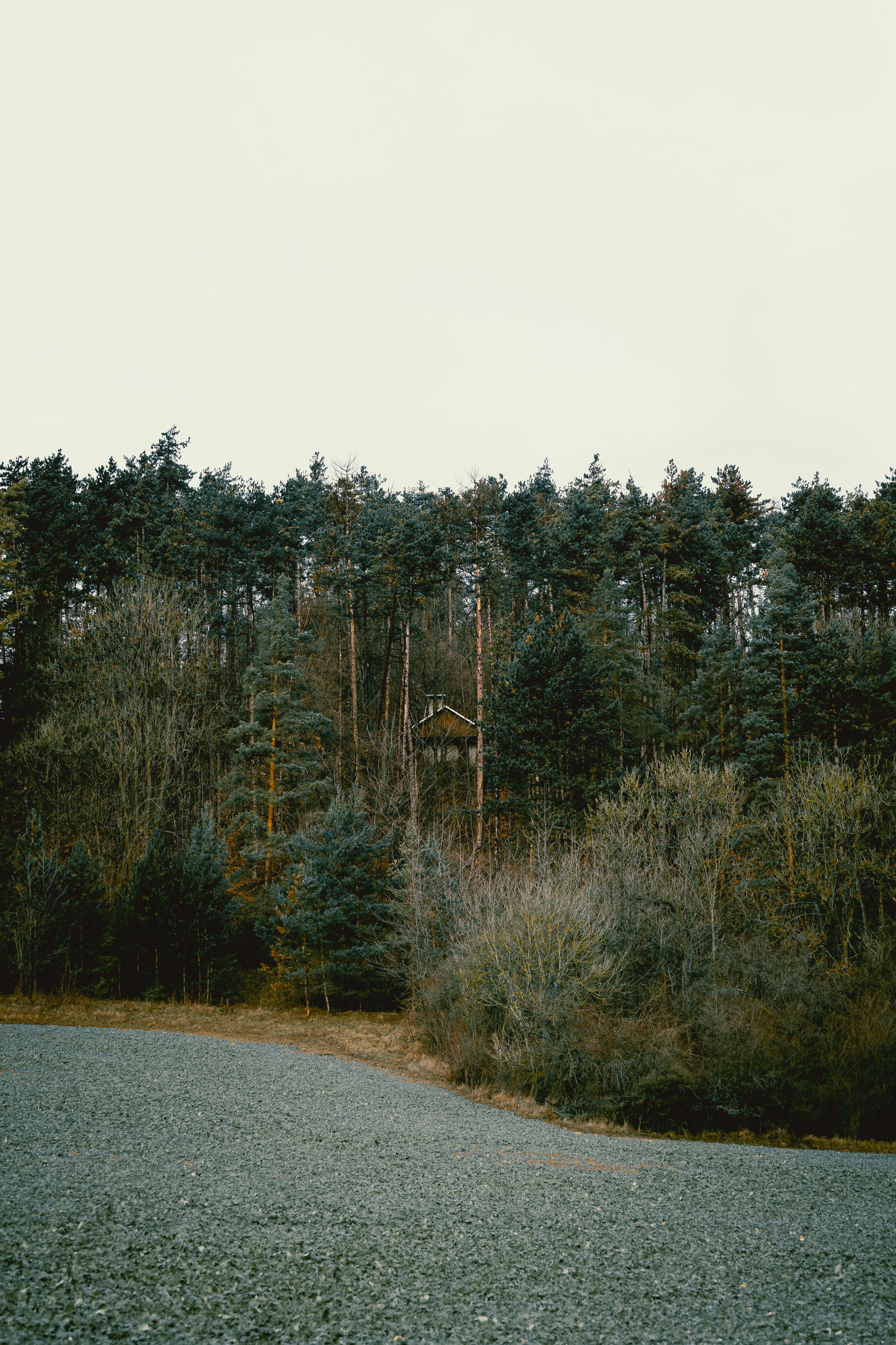low angle photography of long trees
