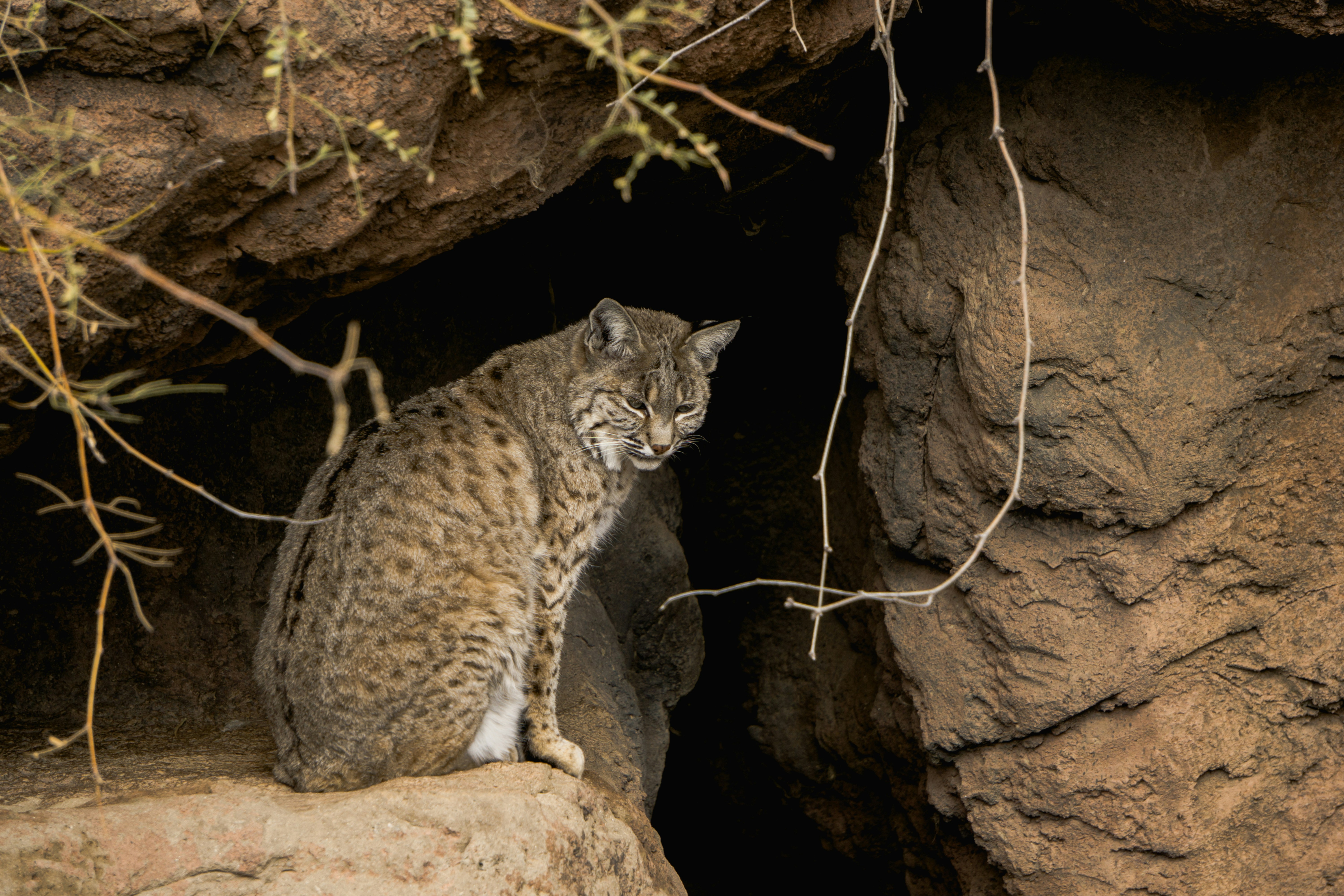 Brown leopard sits on mouth of cave photo – Free Wildlife Image on Unsplash