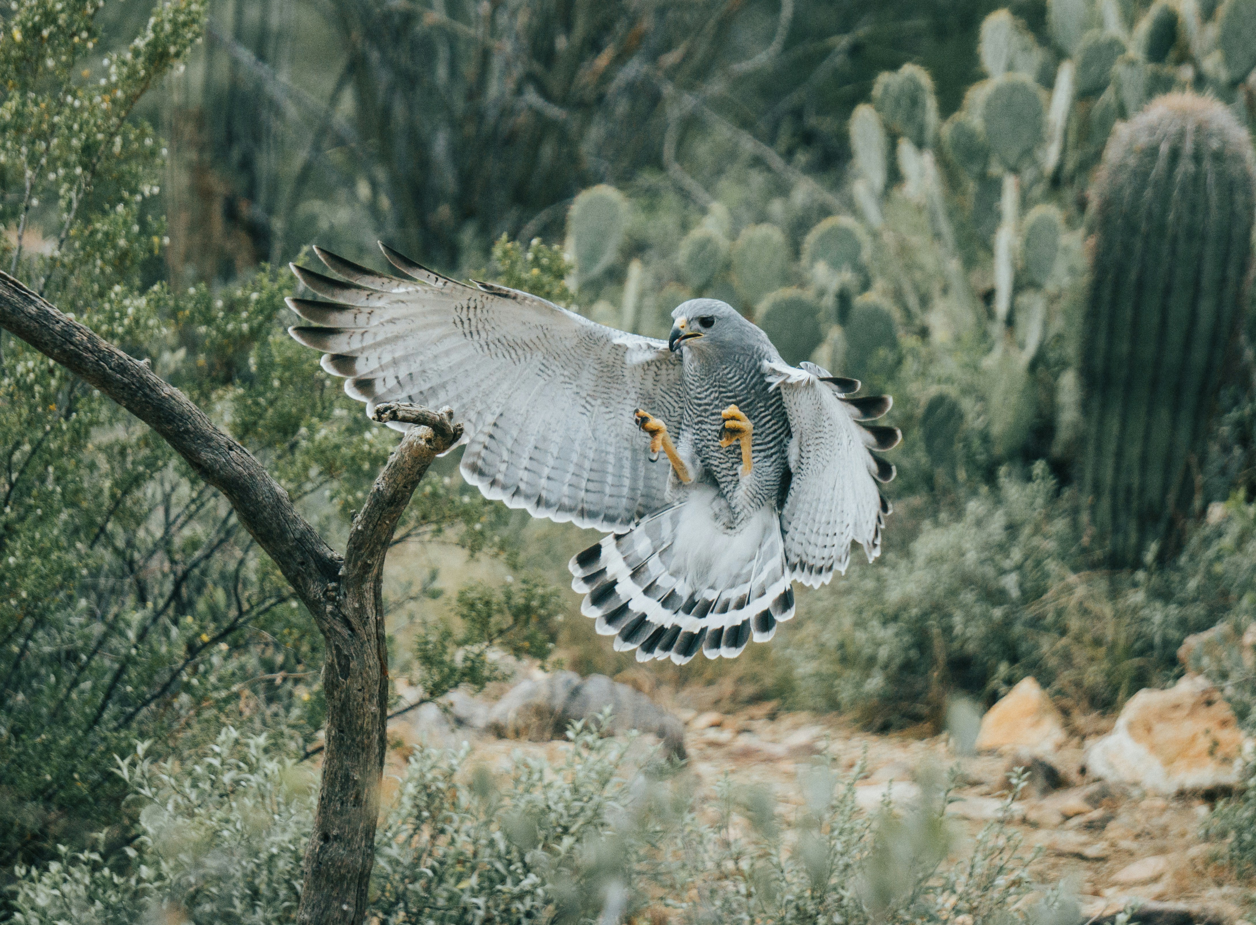 A hawk gracefully descending from a branch, showcasing its impressive wingspan against a backdrop of desert vegetation.