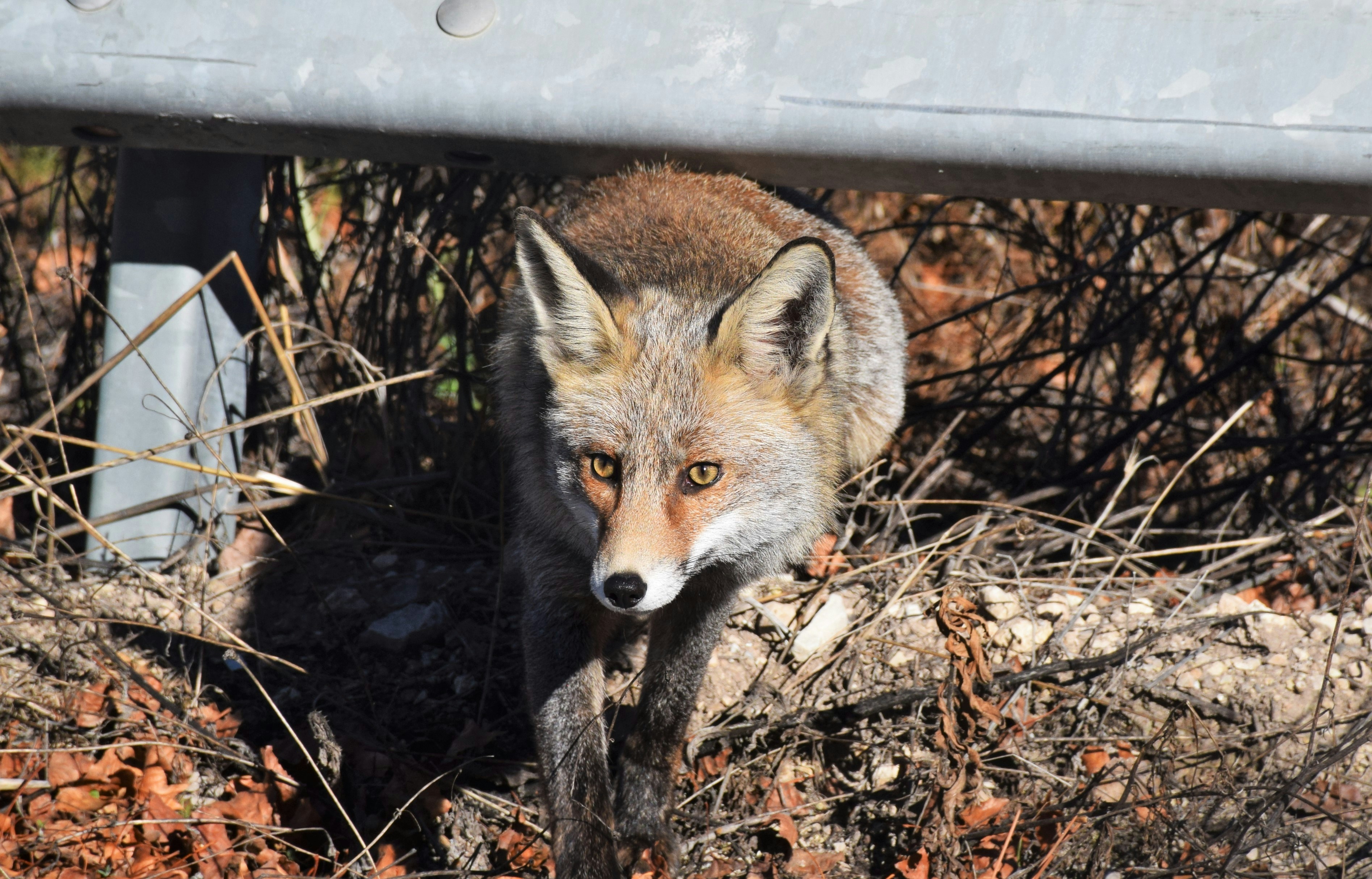 Ambushed in the Underhang: A Fox Pauses Under the Industrial Girders
