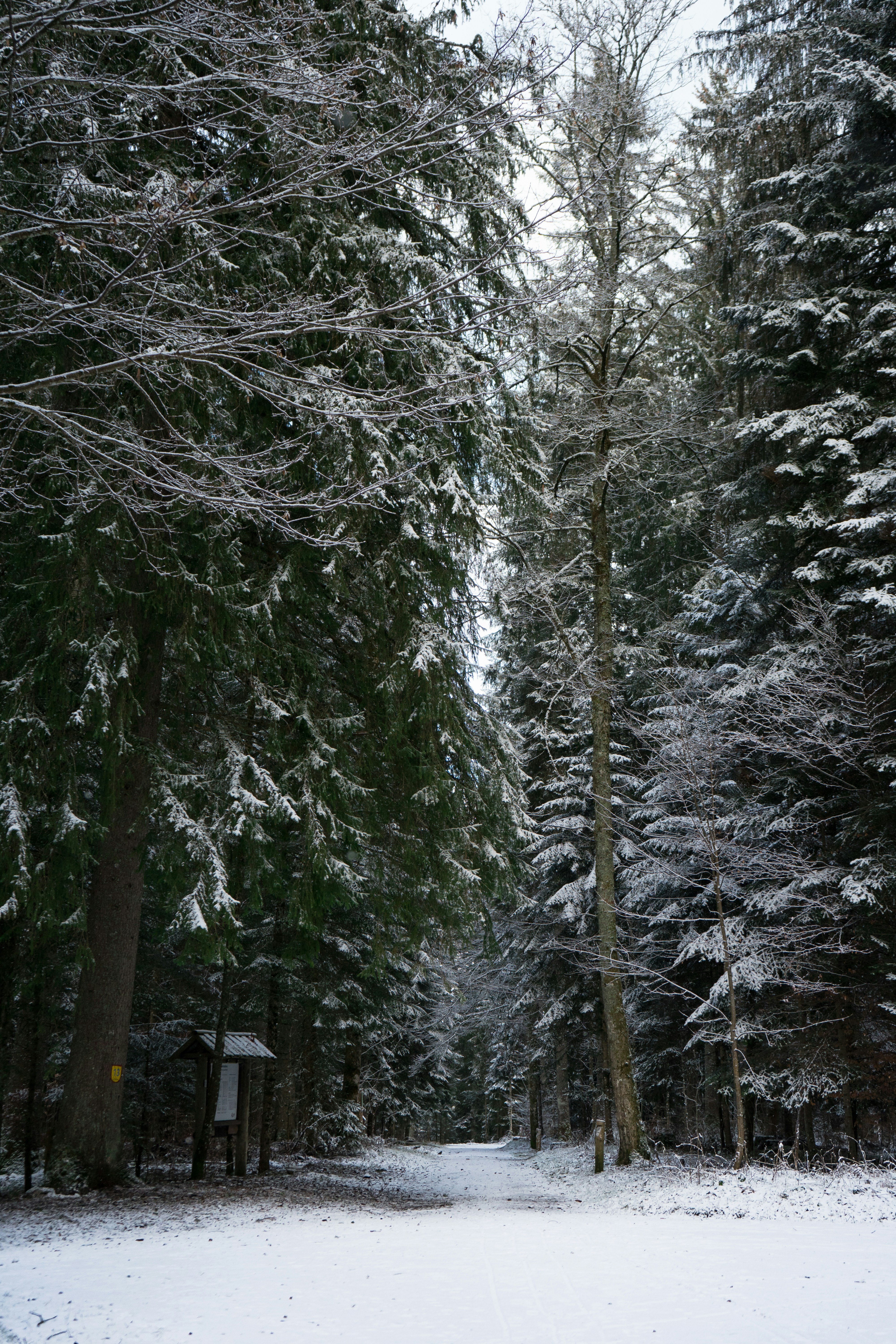 Snow-Blanketed Avenue: A Narrow Path Through Silent Pines
