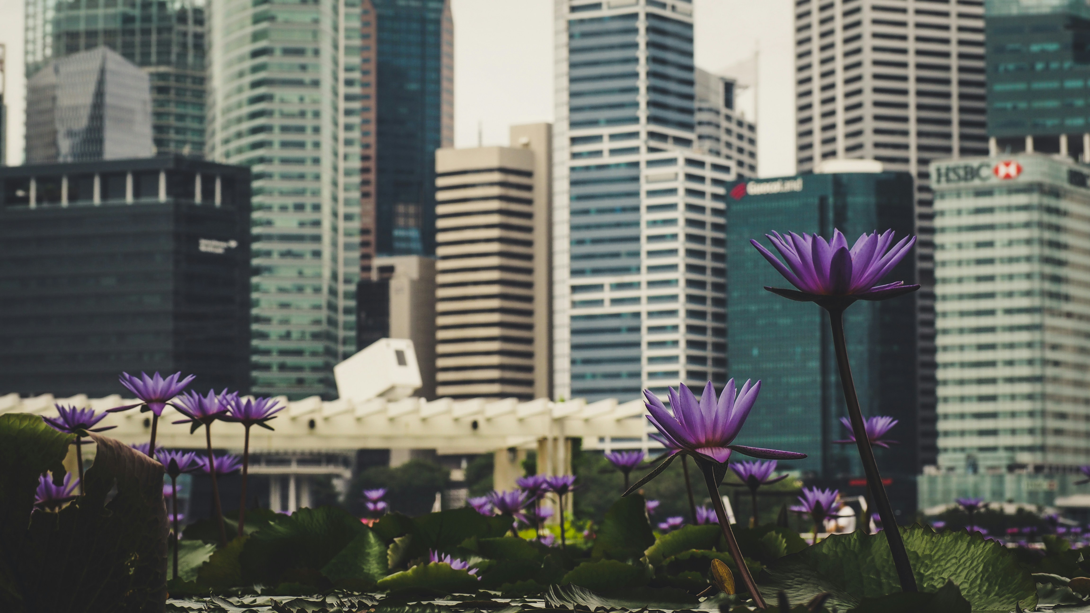 Purple water lilies bloom in a serene pond, contrasting with the towering skyscrapers of a bustling city skyline.