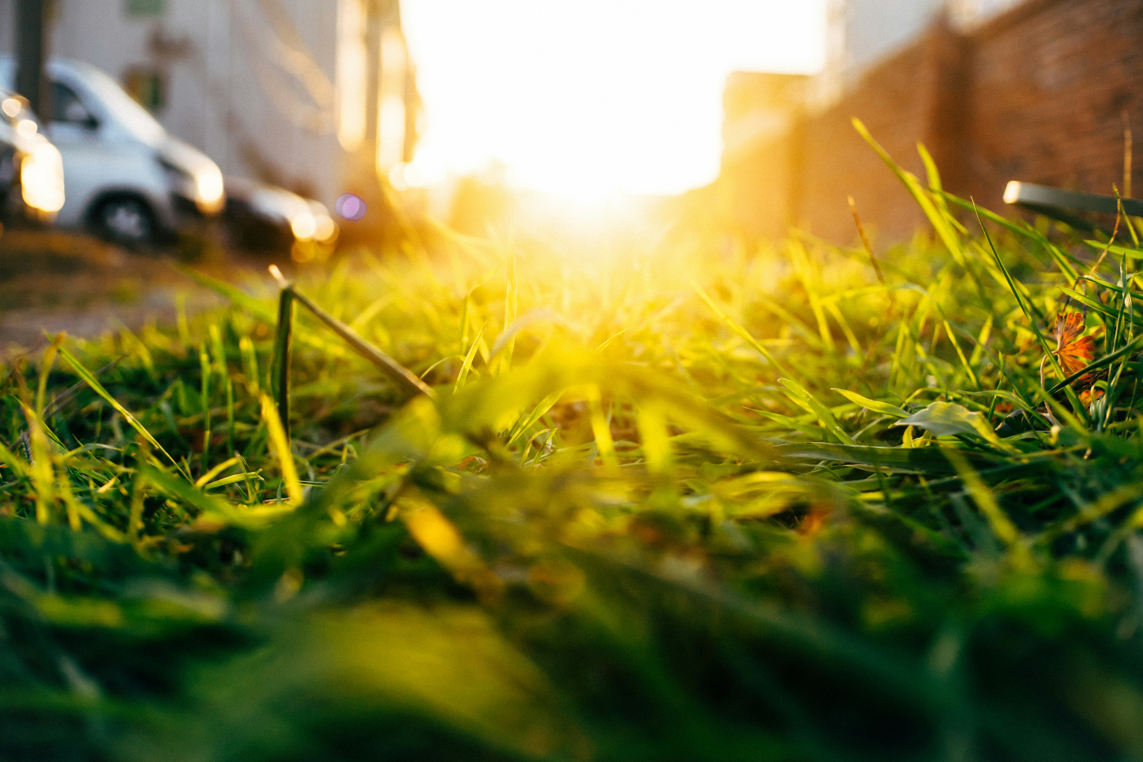 Foto El sol brilla intensamente a través de la hierba verde – Imagen ...