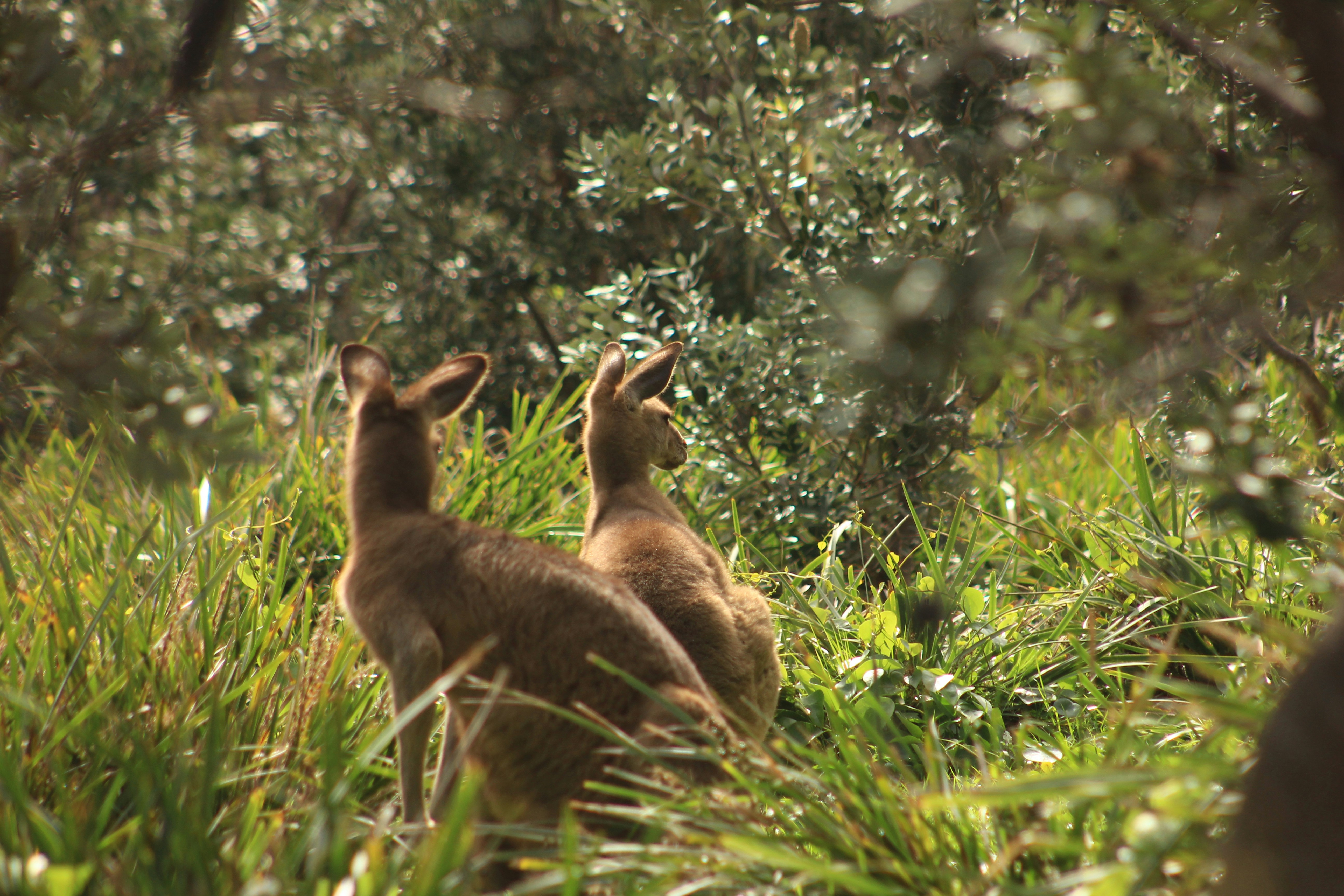 Two young wallabies pause in sunlit grass amid leafy backdrop