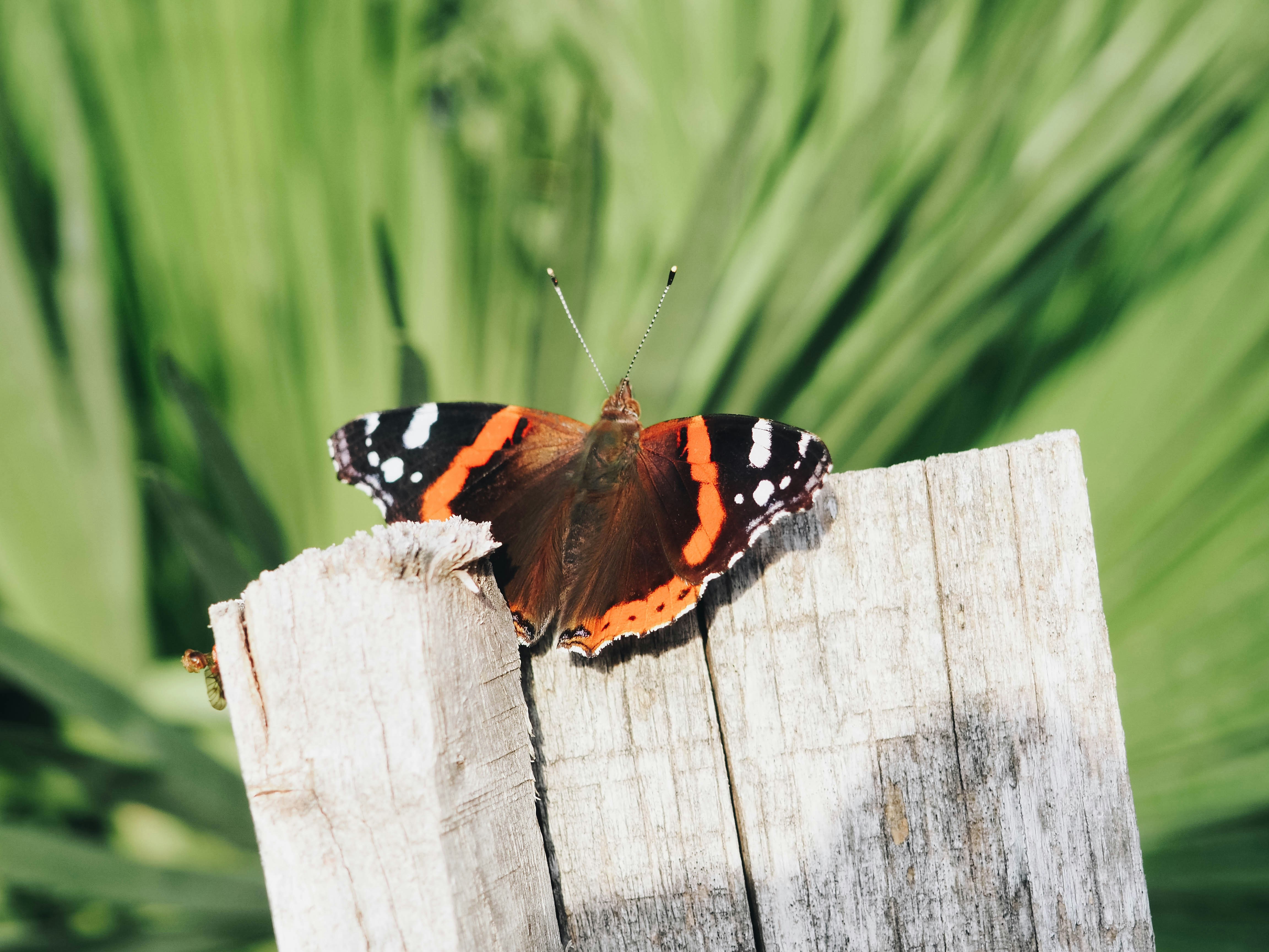 Butterfly on weathered fence post: a moment of color in a green blur