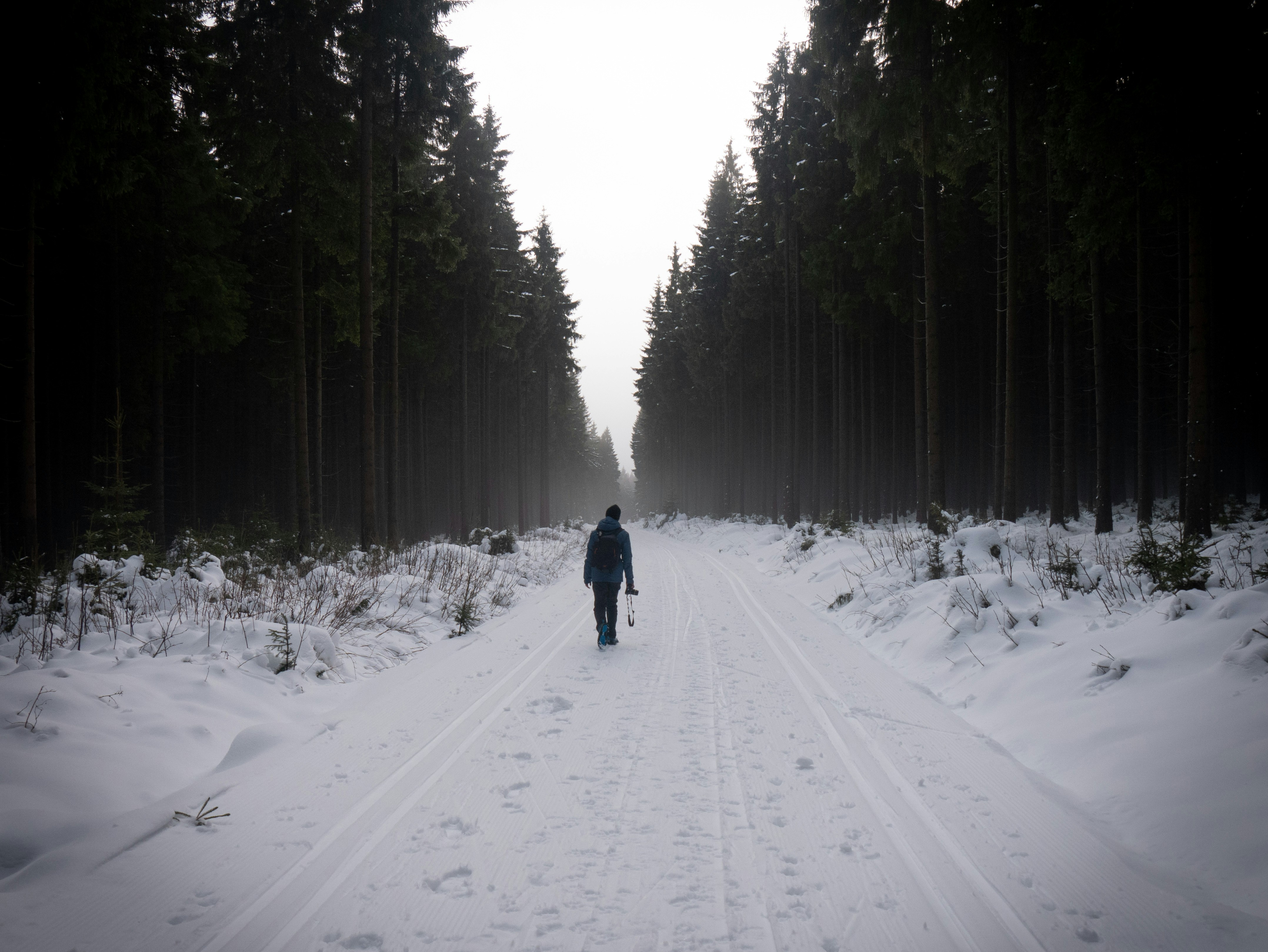 Snowbound Lone Traveler on a Converging Forest Path