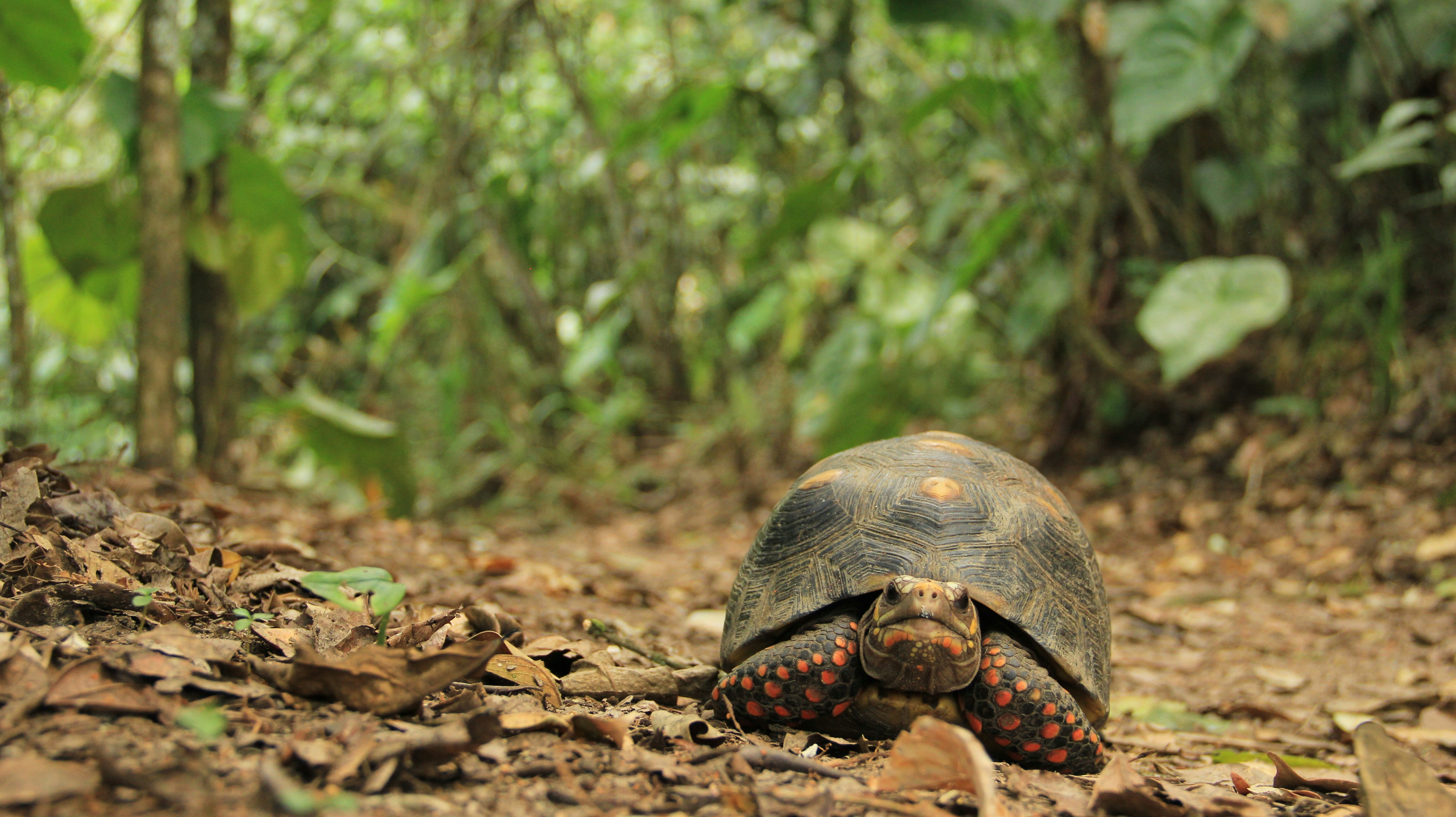 Leaf-Litter Trek: a turtle's quiet march across a sun-dappled forest floor