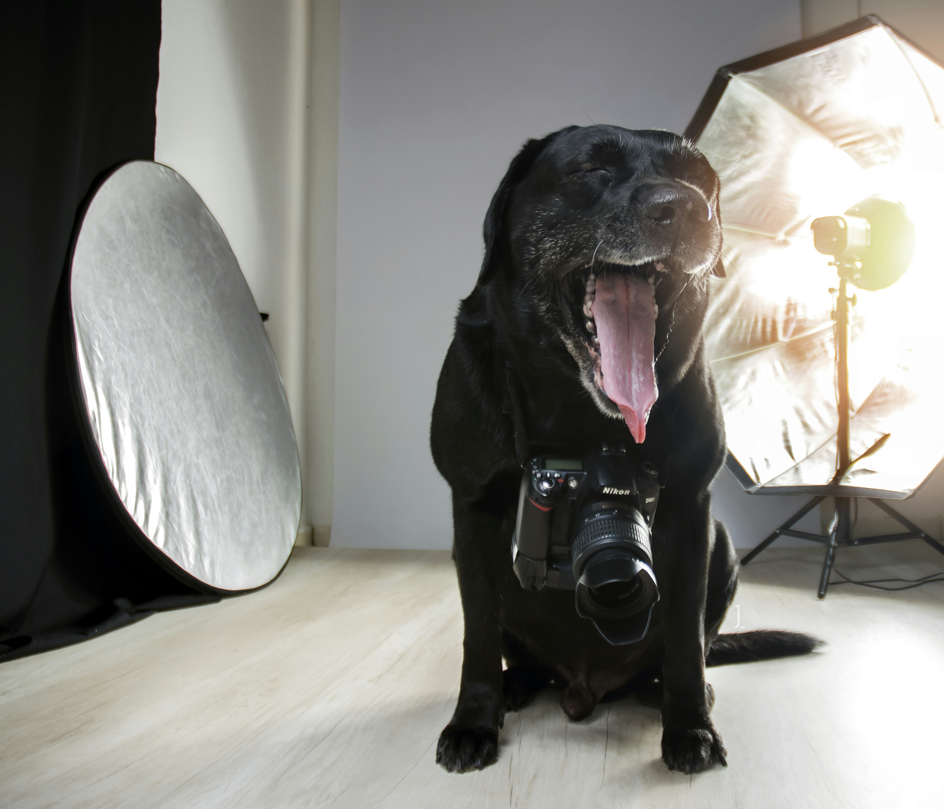 Studio Lab in Focus: A yawning black Labrador with a DSLR slung like a prop.