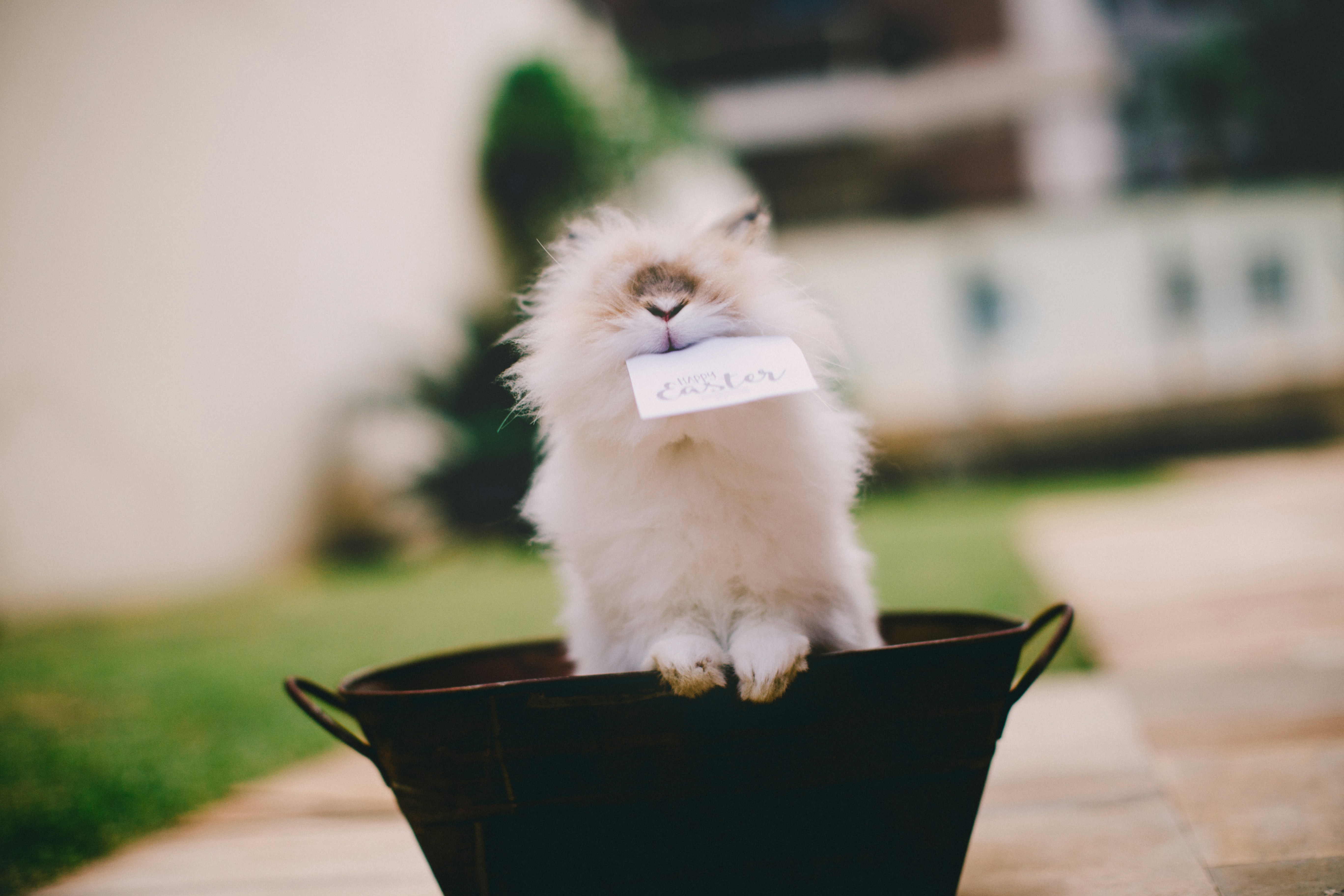 White animal biting paper in bucket photo – Free Cute bunny Image on ...