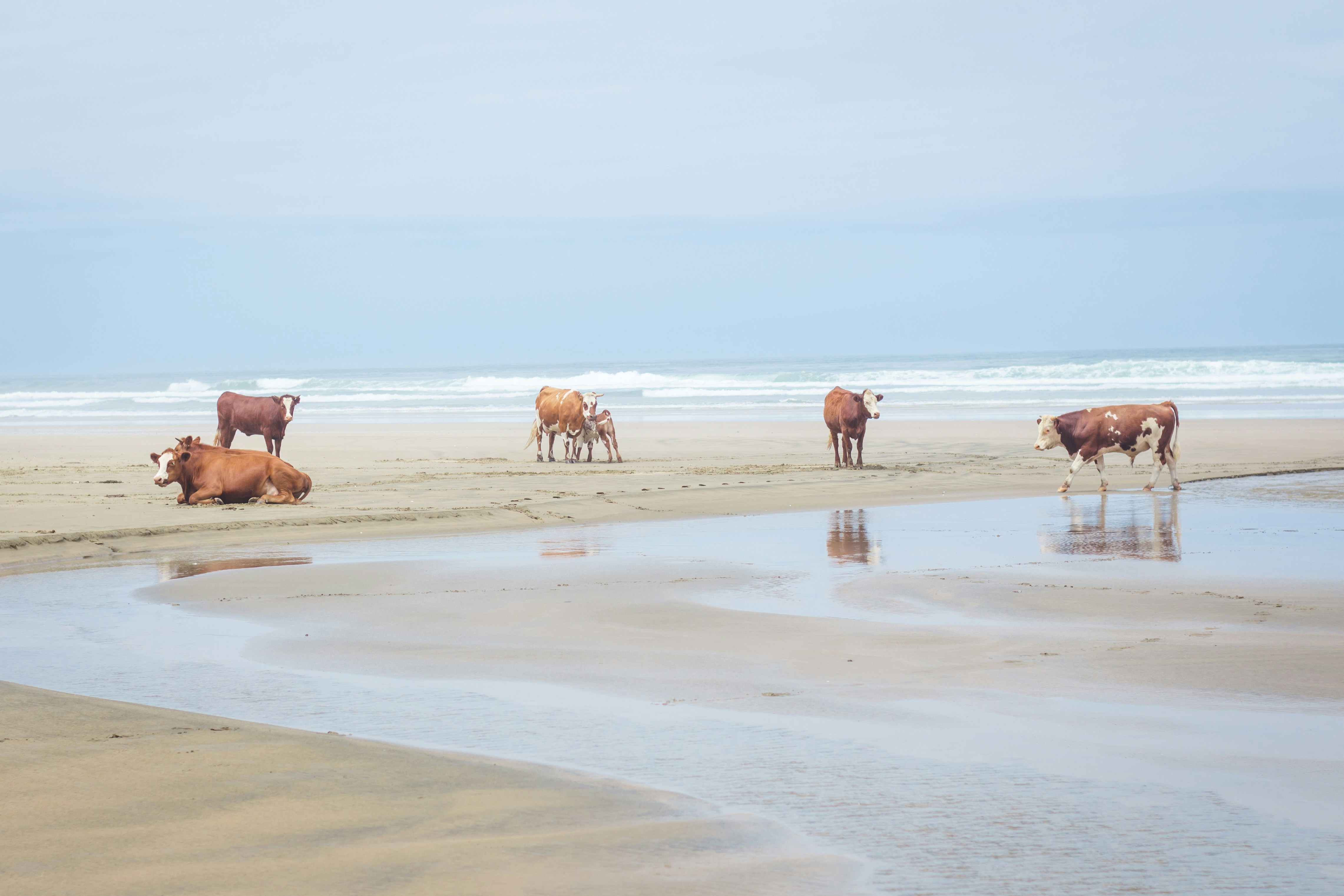 brown cow on seashore