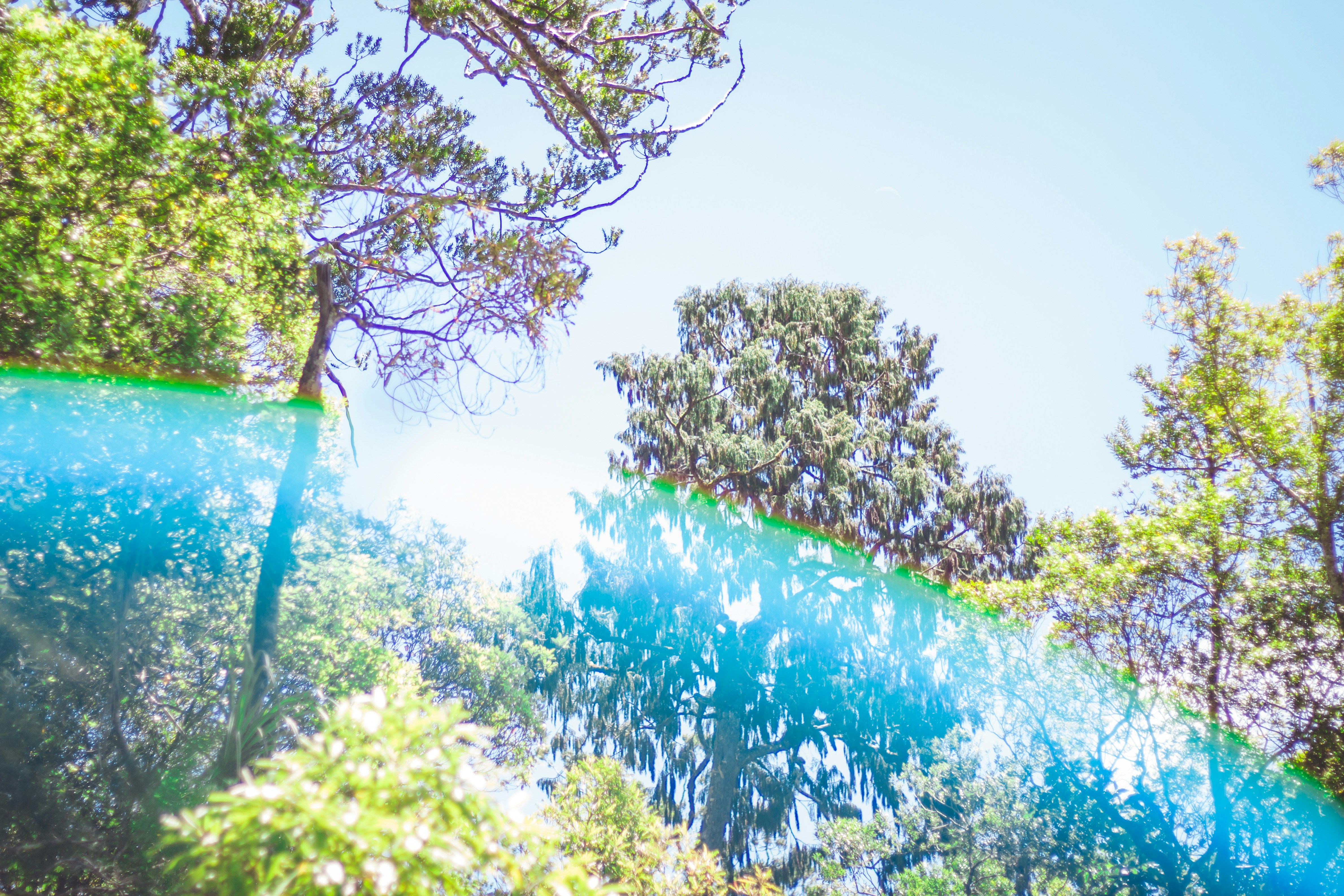 low angle photography of trees during daytime