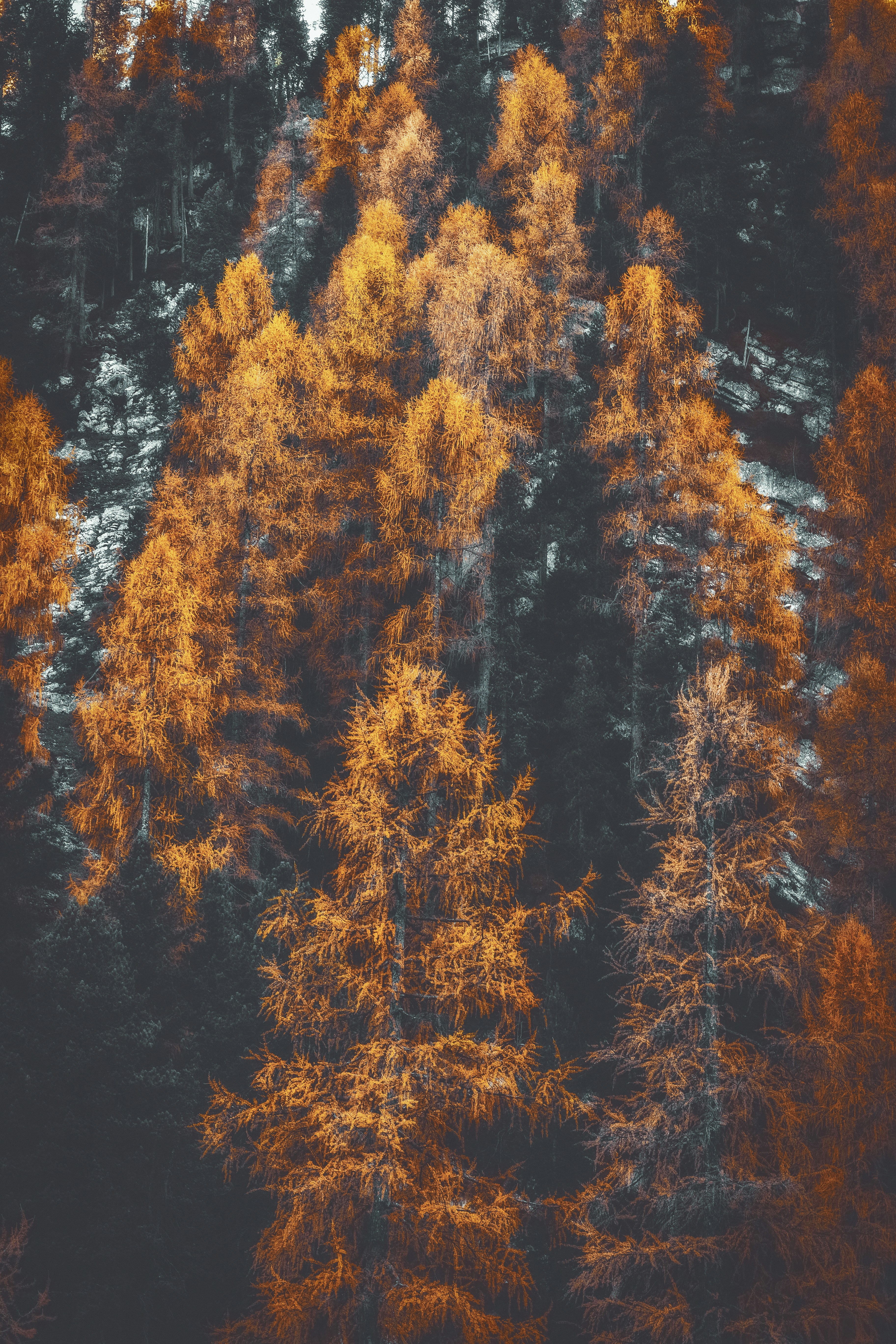 Brown trees during daytime photo – Free Brown Image on Unsplash