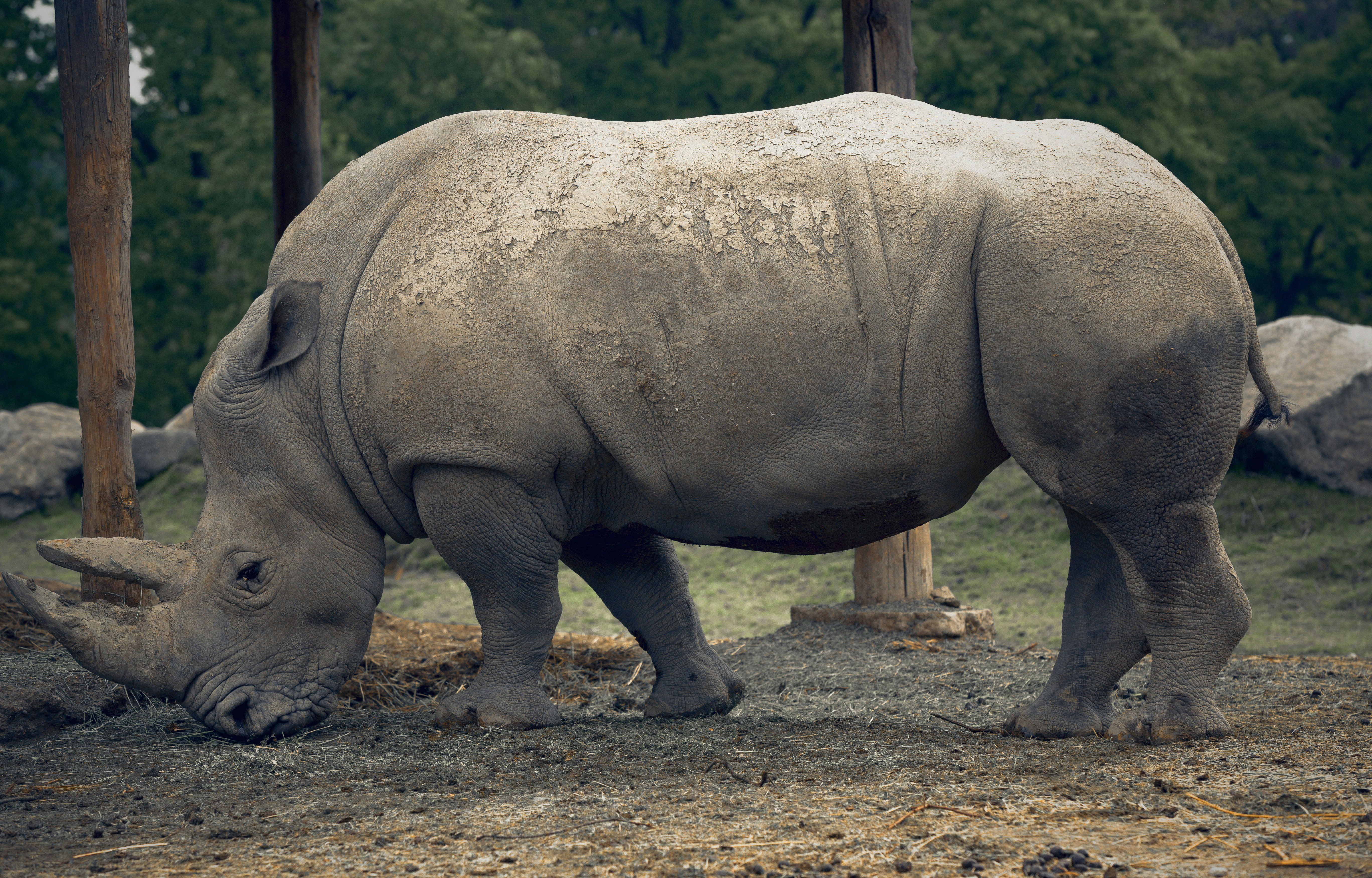 Grey rhinoceros photo – Free Animal Image on Unsplash