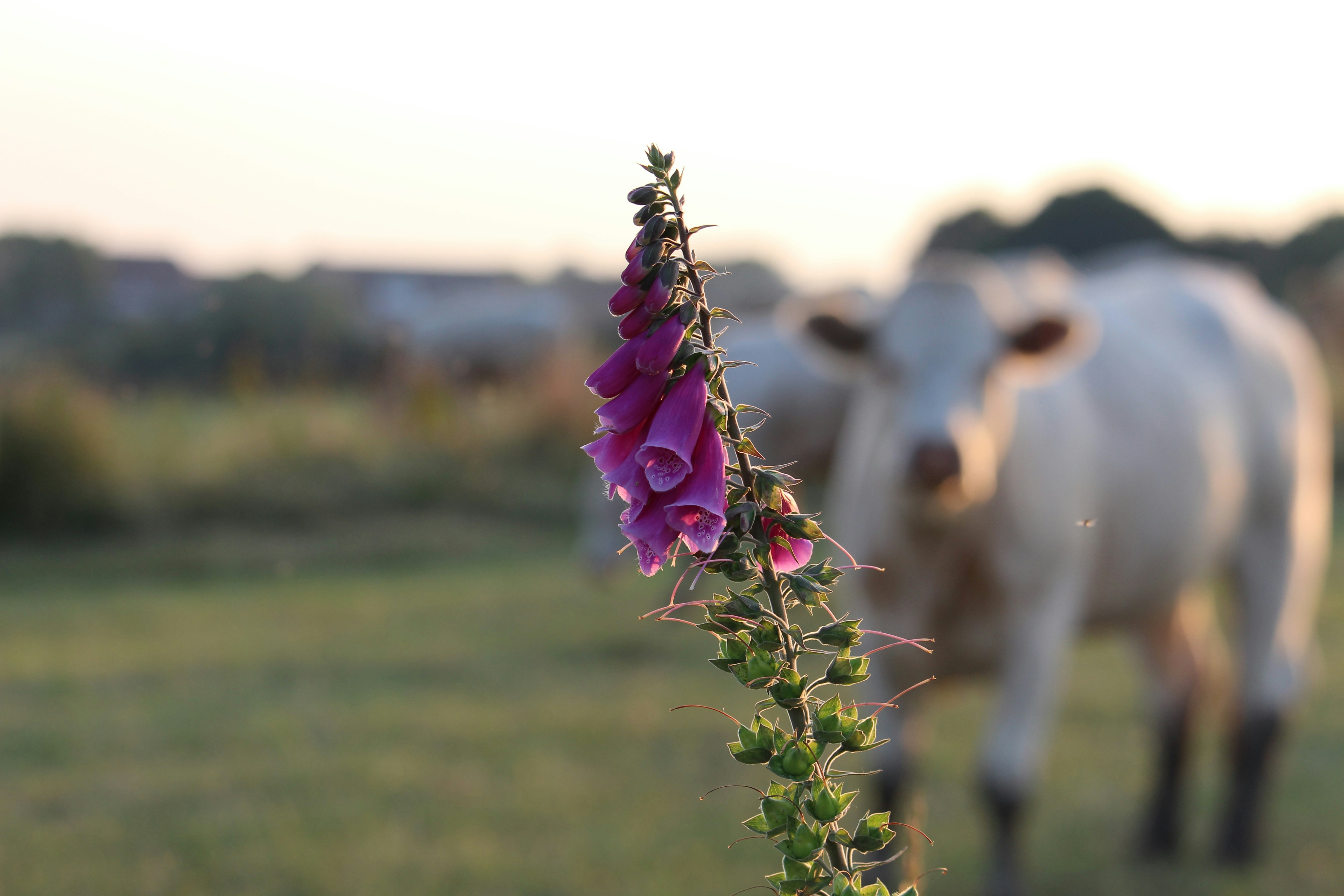 Foxglove Spike in Focus, Pasture in Soft Sunset