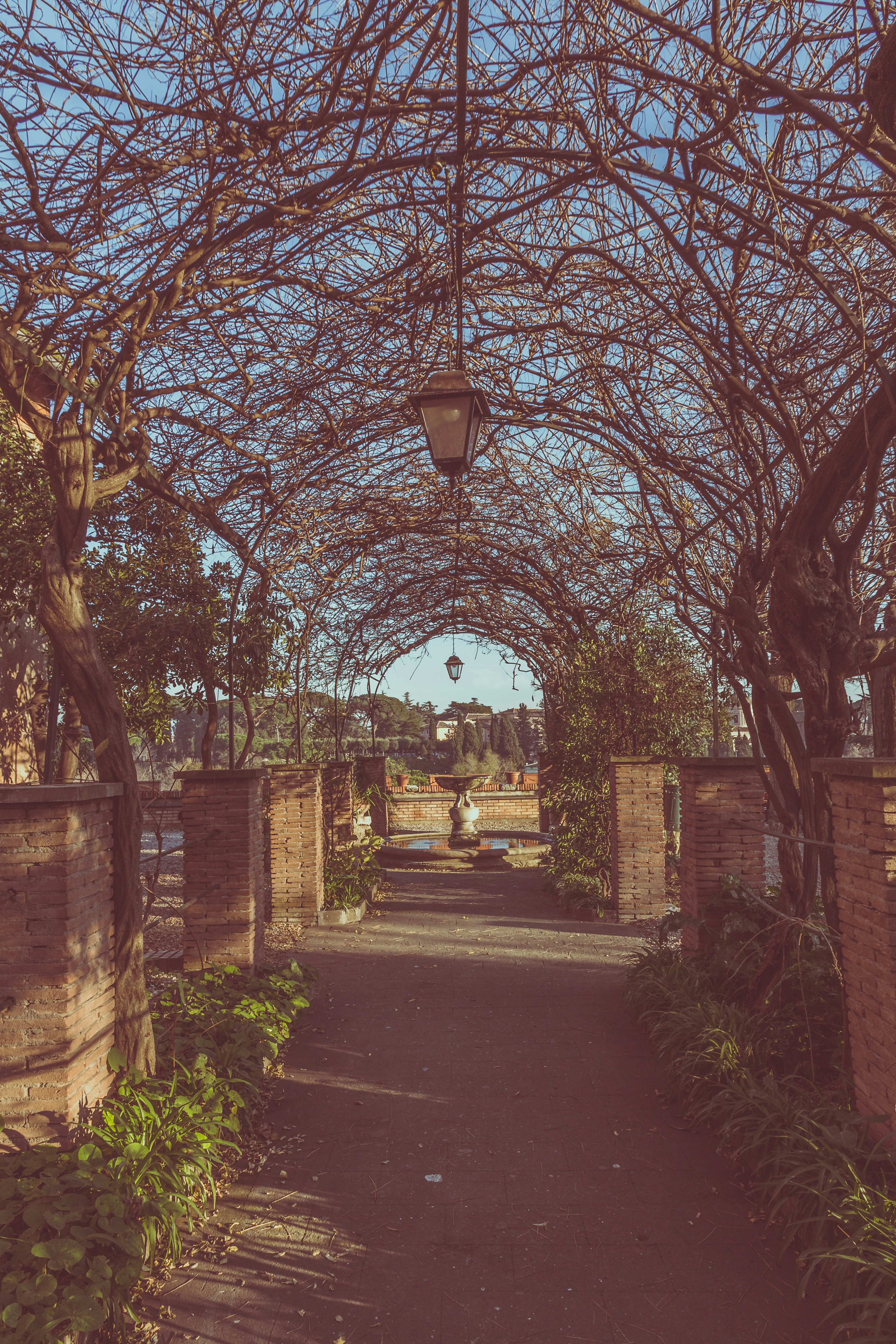 Empty pathway with leafless vines overhead photo – Free Green Image on ...