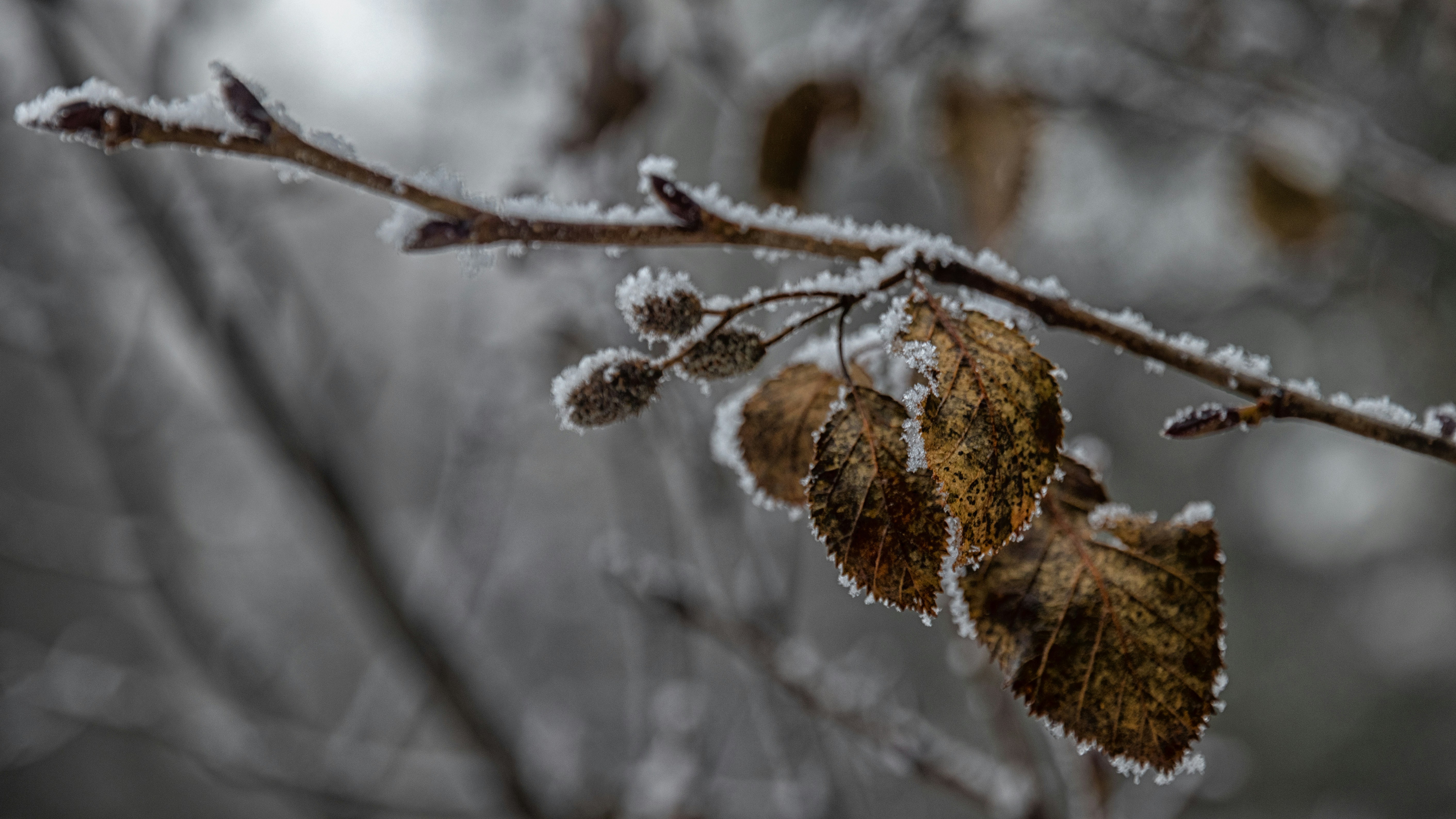 brown leaves covered with iceWilfried Santer