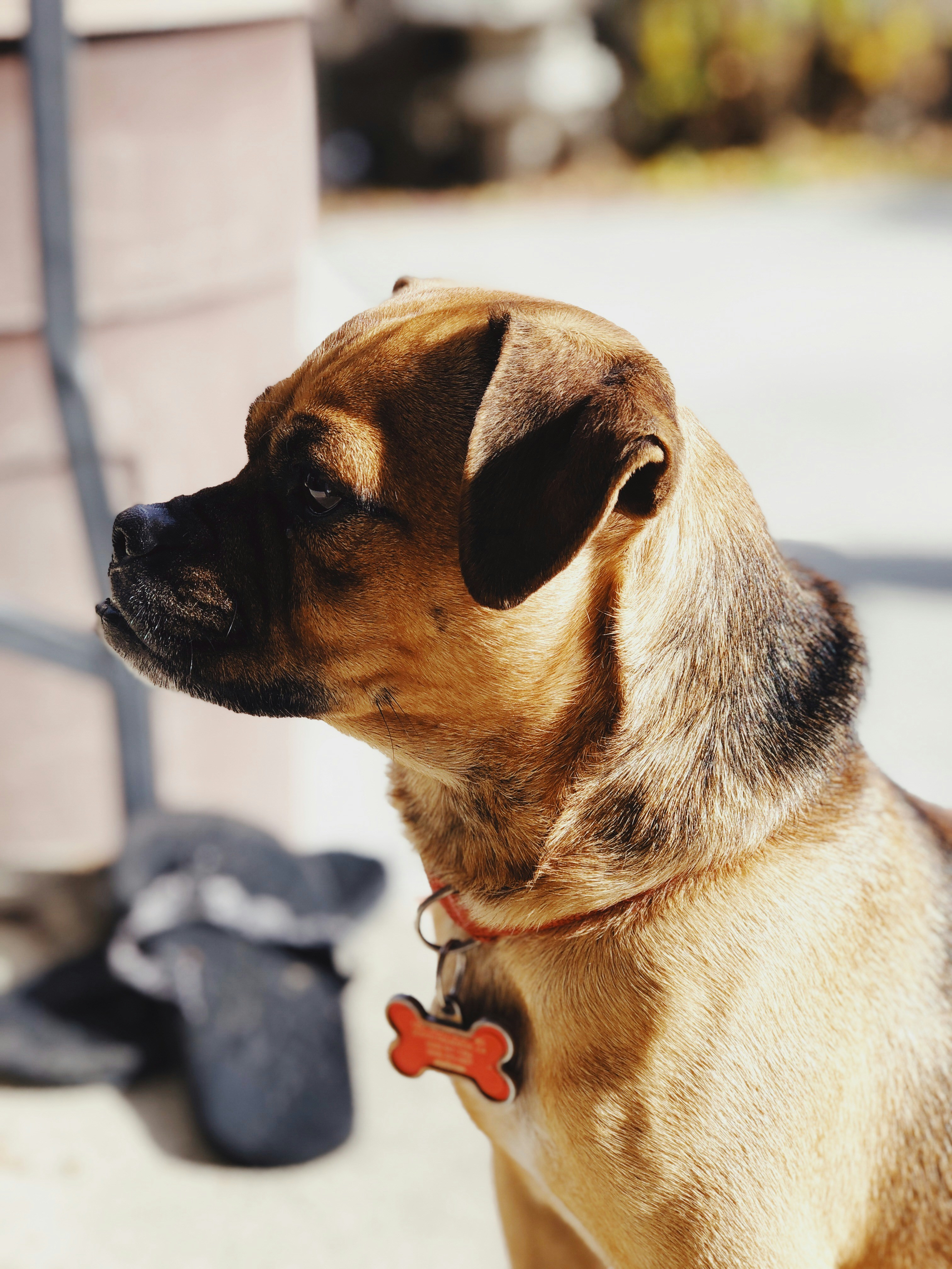 Sunlit Profile: Tan dog with orange bone tag in the afternoon glow
