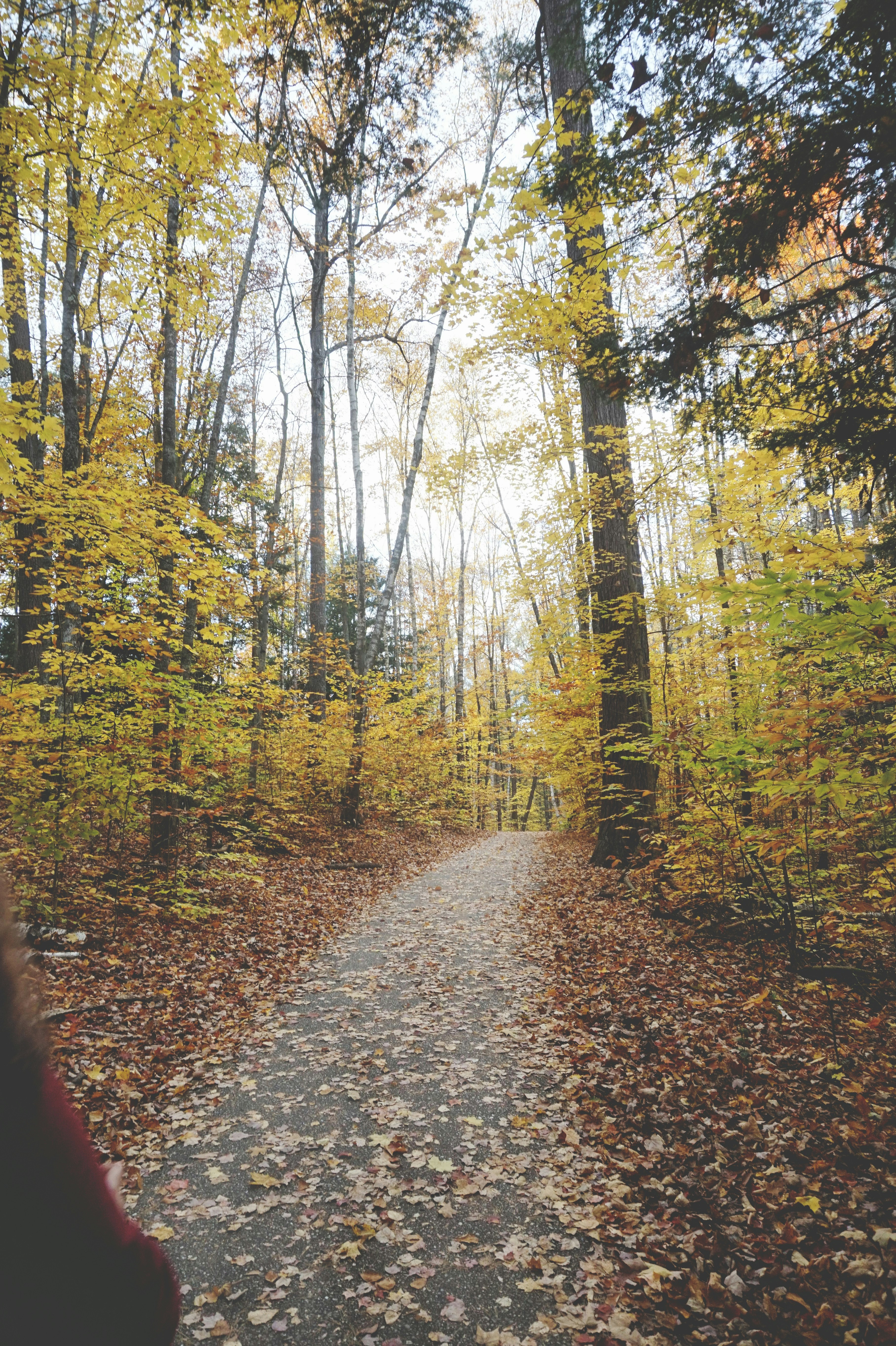 Pathway between trees during daytime photo – Free Roscommon state ...