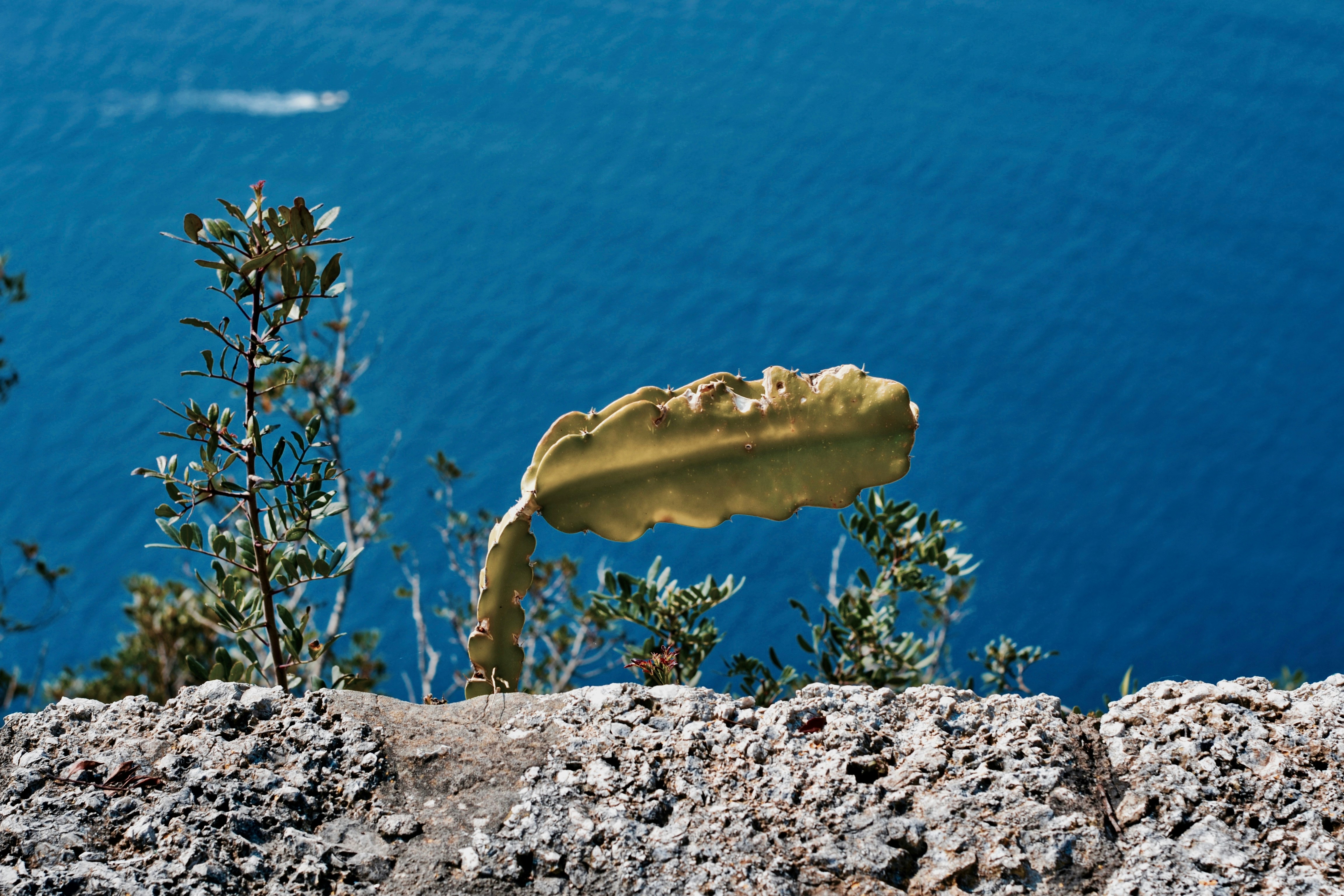 Selective focus photography green cactus during daytime photo – Free ...