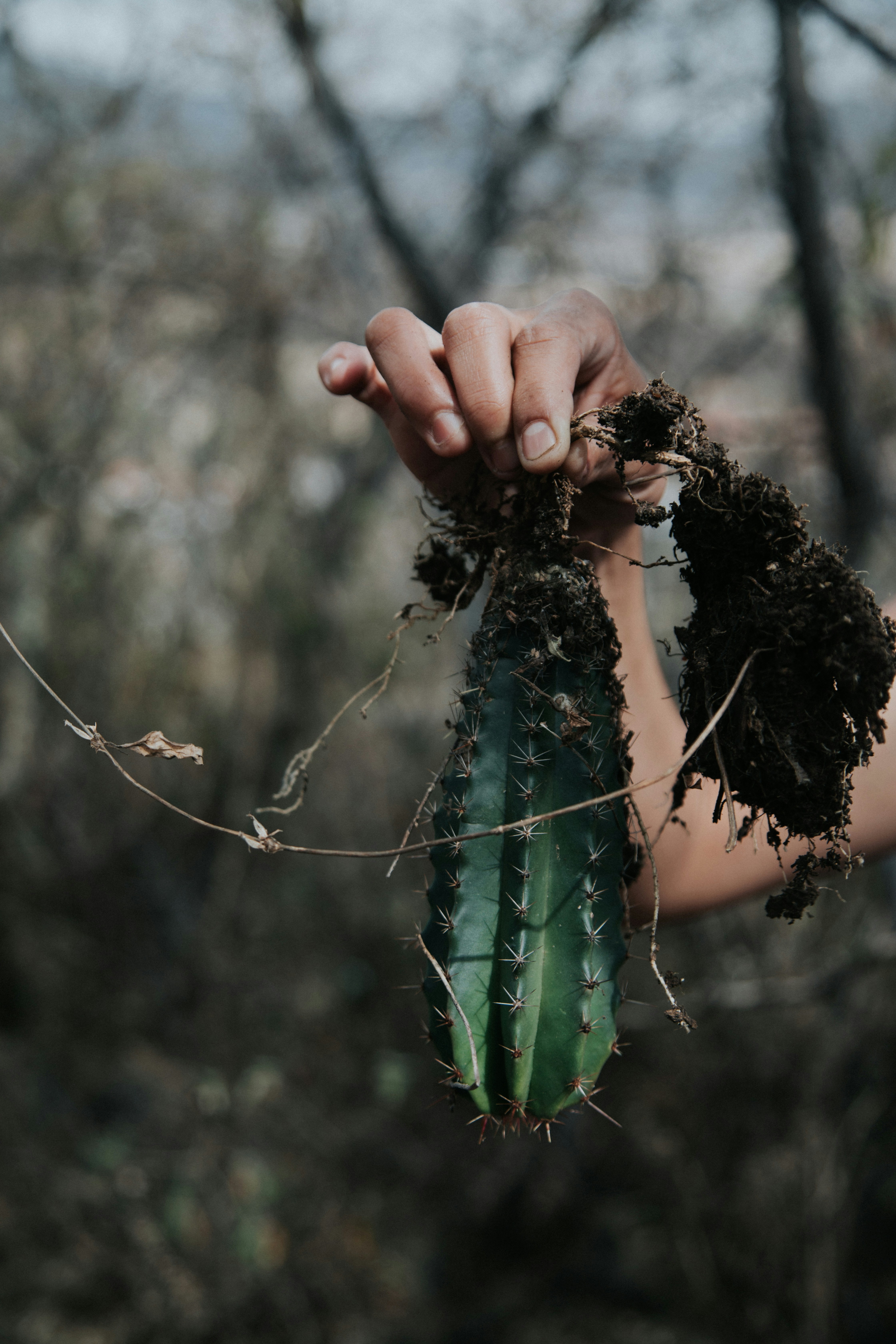 A hand holds a cactus, revealing its roots intertwined with soil, set against a blurred natural backdrop. The scene conveys a connection between nature and human interaction.