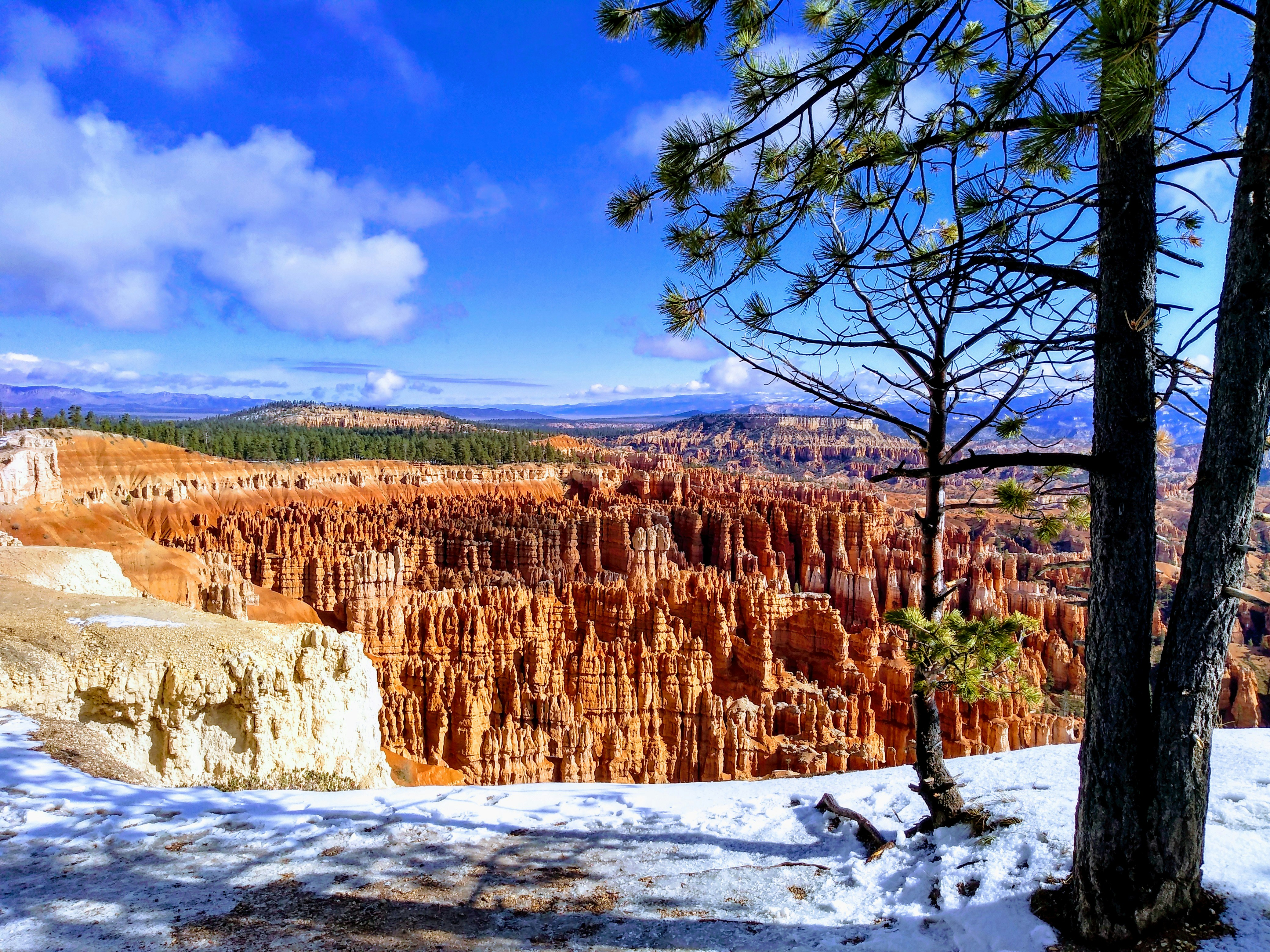 Snow-dusted orange hoodoos stretch across a sunlit canyon, framed by a towering pine tree.