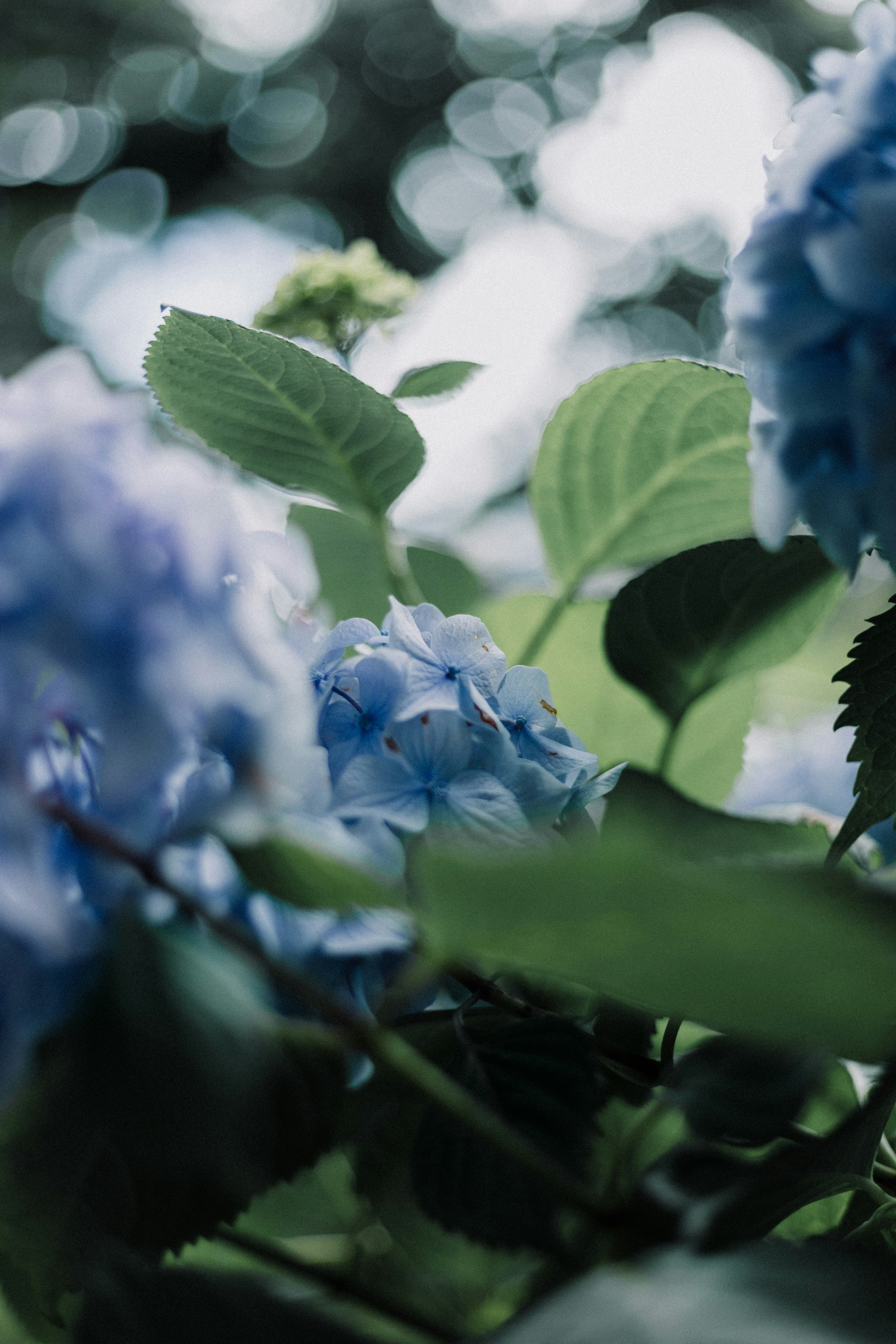 Blue Hydrangea Close-Up Amid Green Foliage
