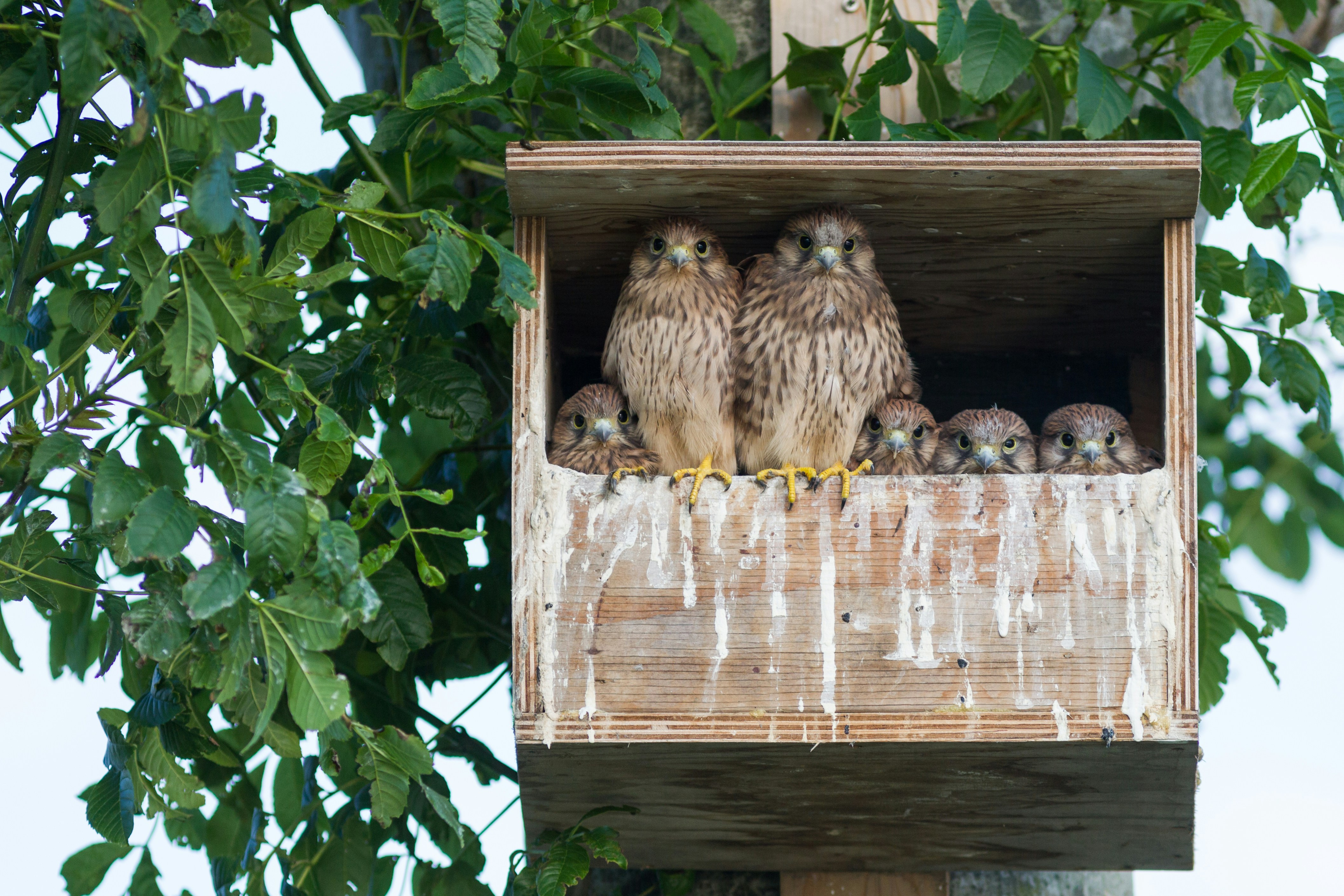 I took this photo in The Netherlands whilst on a phototrip. I spotted the falcon family in a bird nest and they looked at me like they just came out of bed. | brown own in birdhouse during daytime