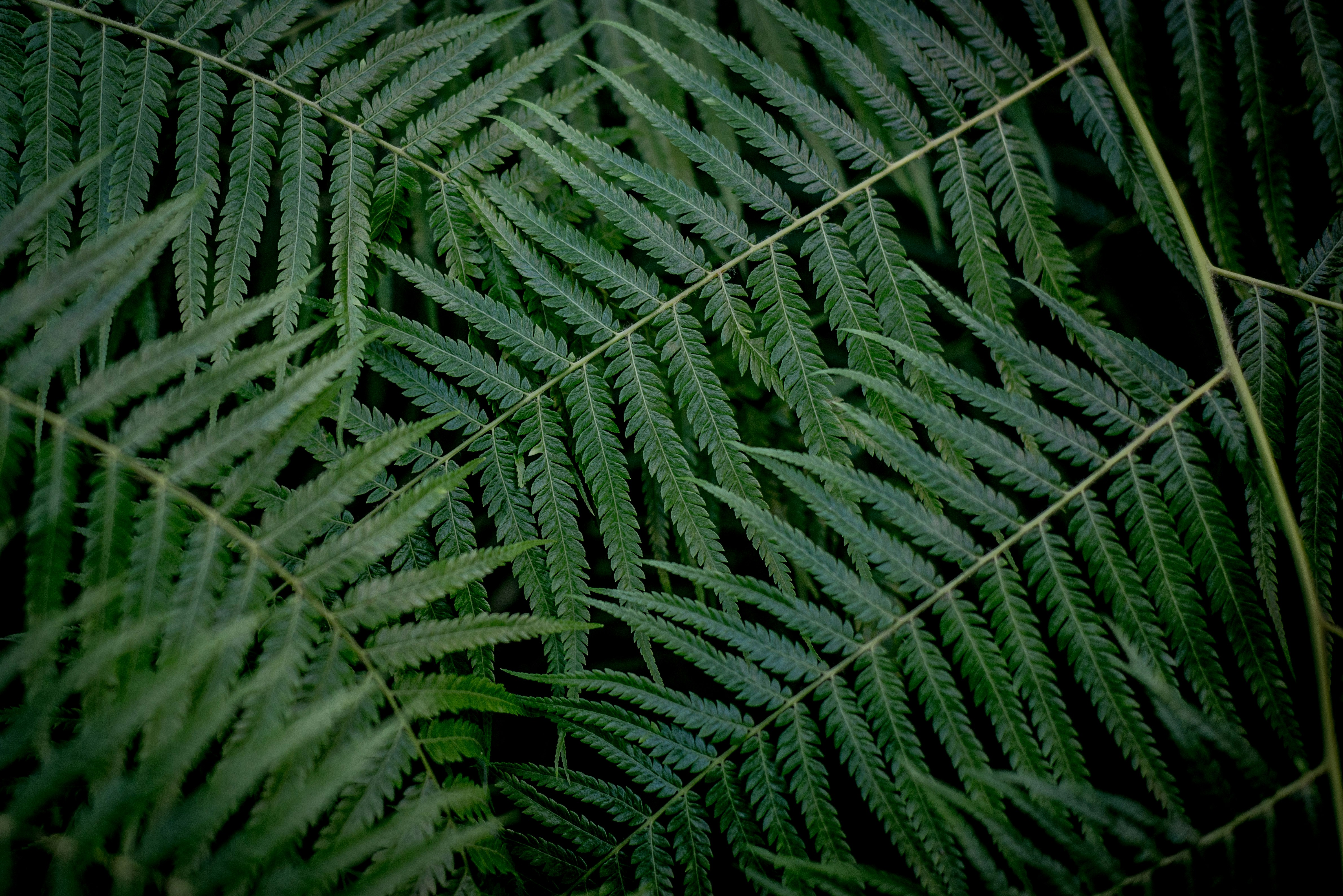 Plant Texture Pictures | Download Free Images on Unsplash