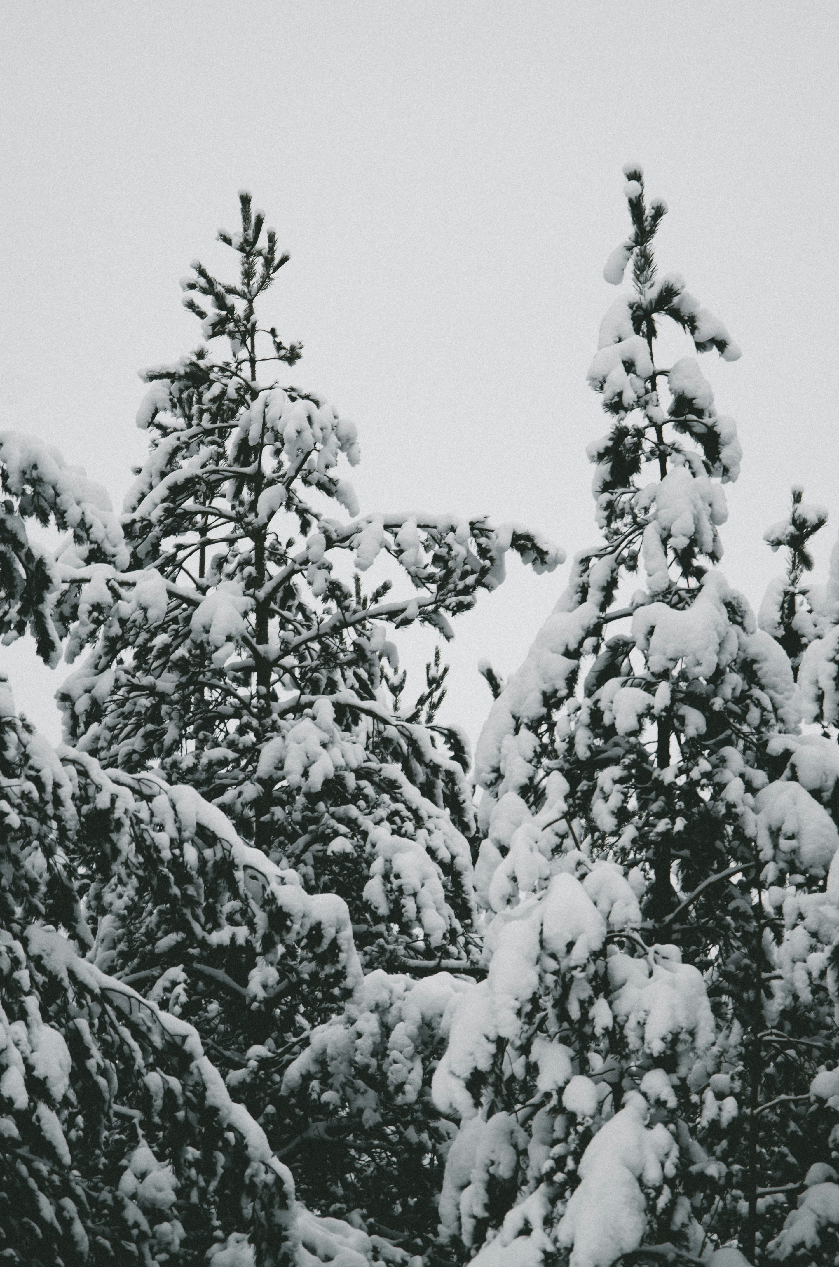 Evergreen trees heavily laden with fresh snow against a pale sky, creating a serene winter landscape.
