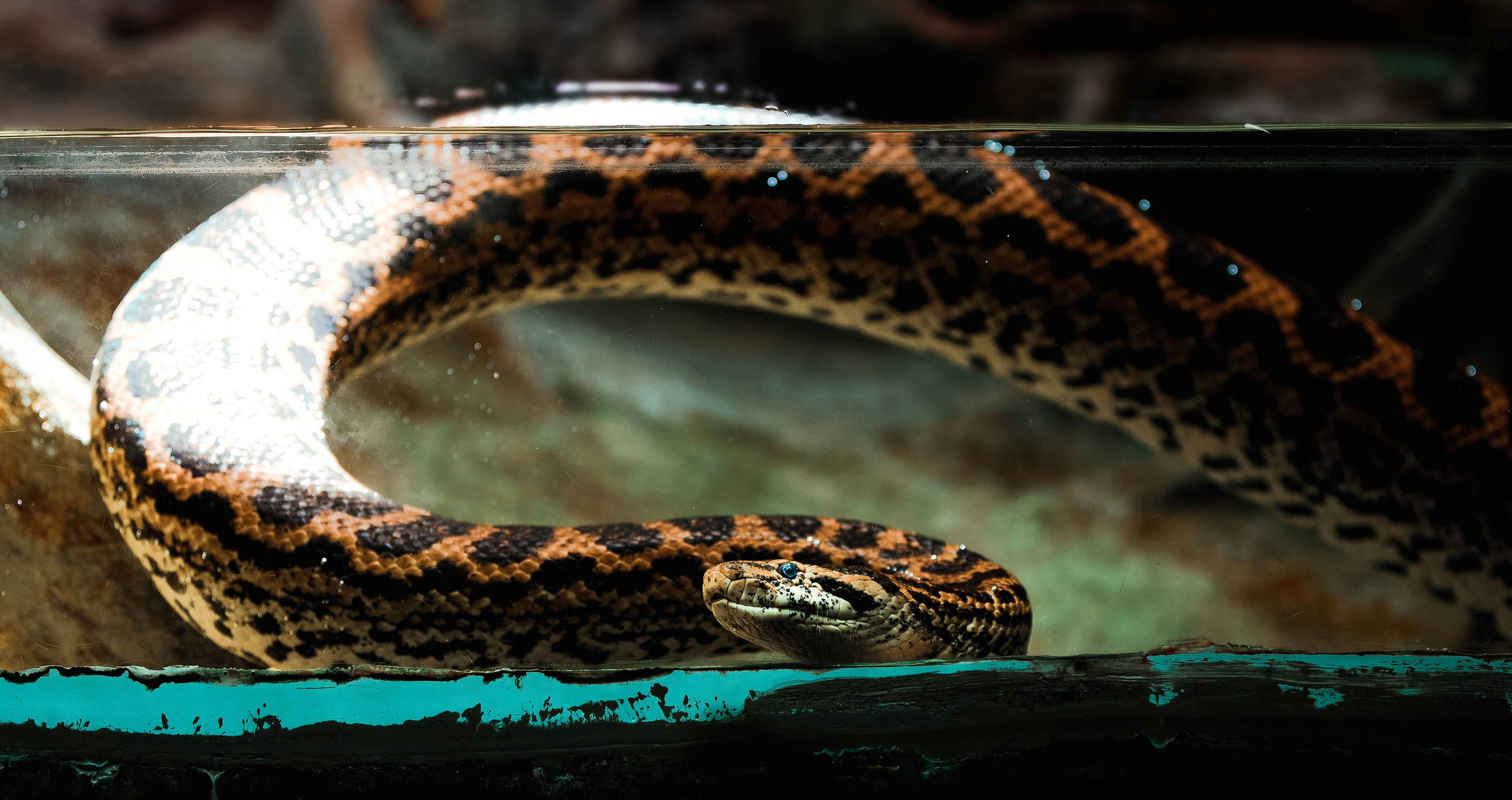 Leopard Python in a Glass Tank: Sunlit Scales and Quiet Coil