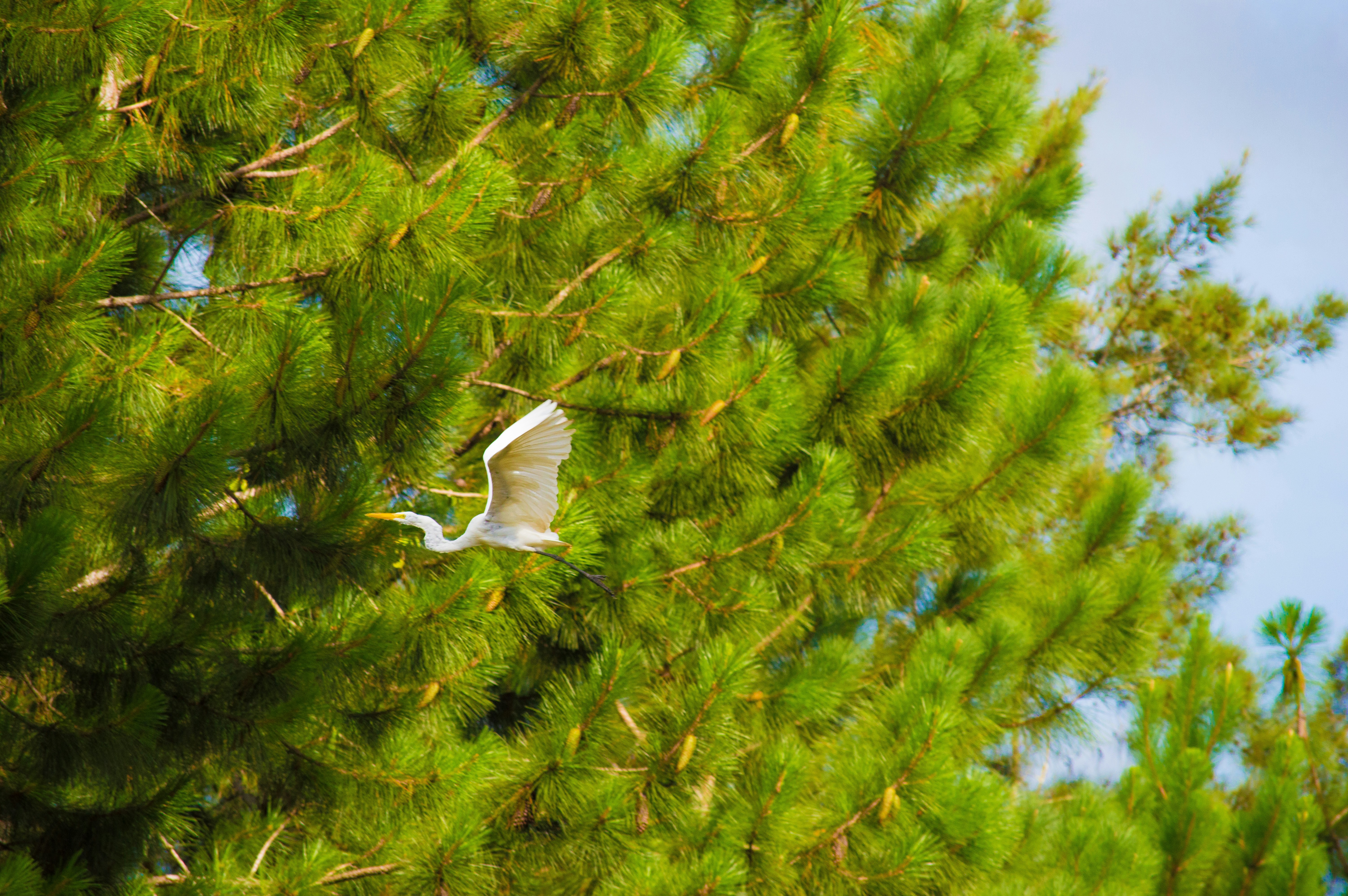 white bird flying near tree during daytime